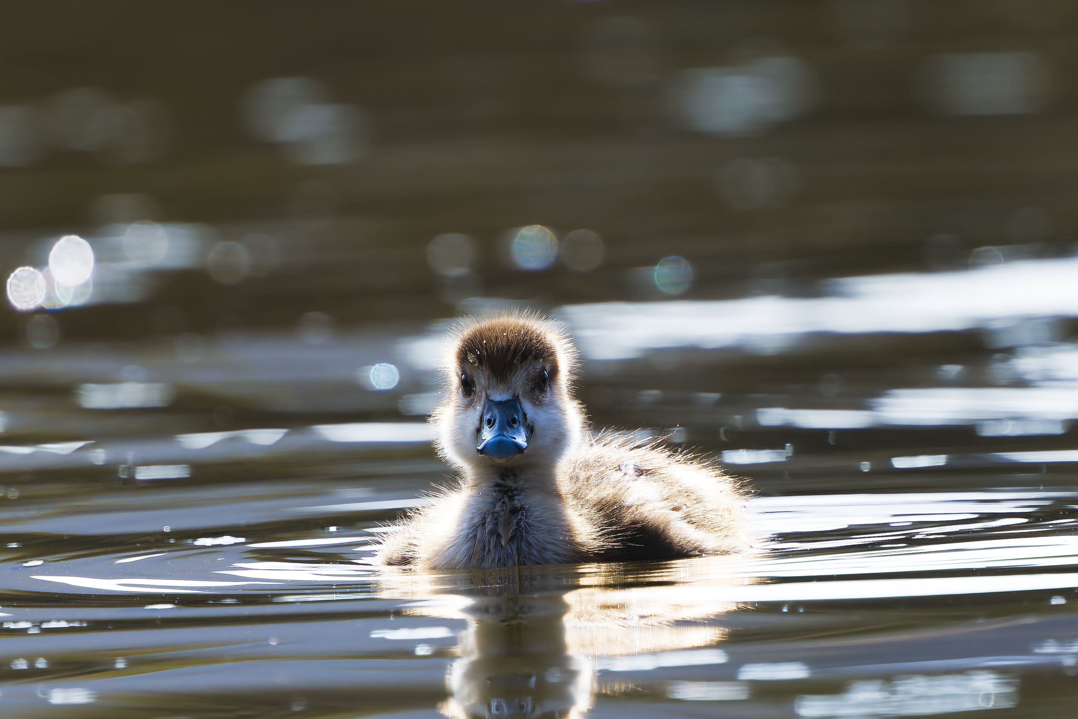 Adorable Duckling Floating on a Sunlit Pond · Free Stock Photo