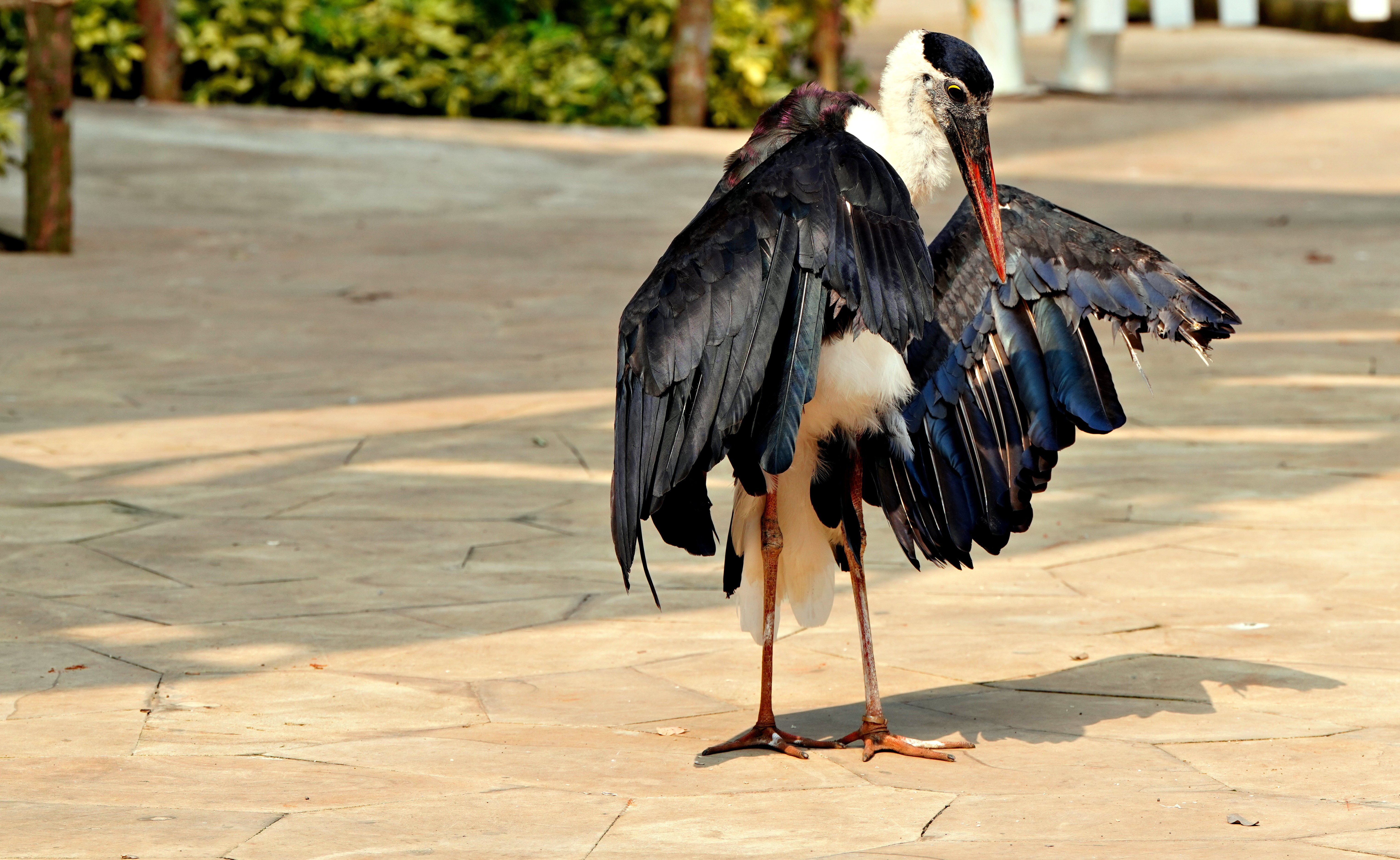Elegant Woolly-necked Stork Display in Urban Park · Free Stock Photo