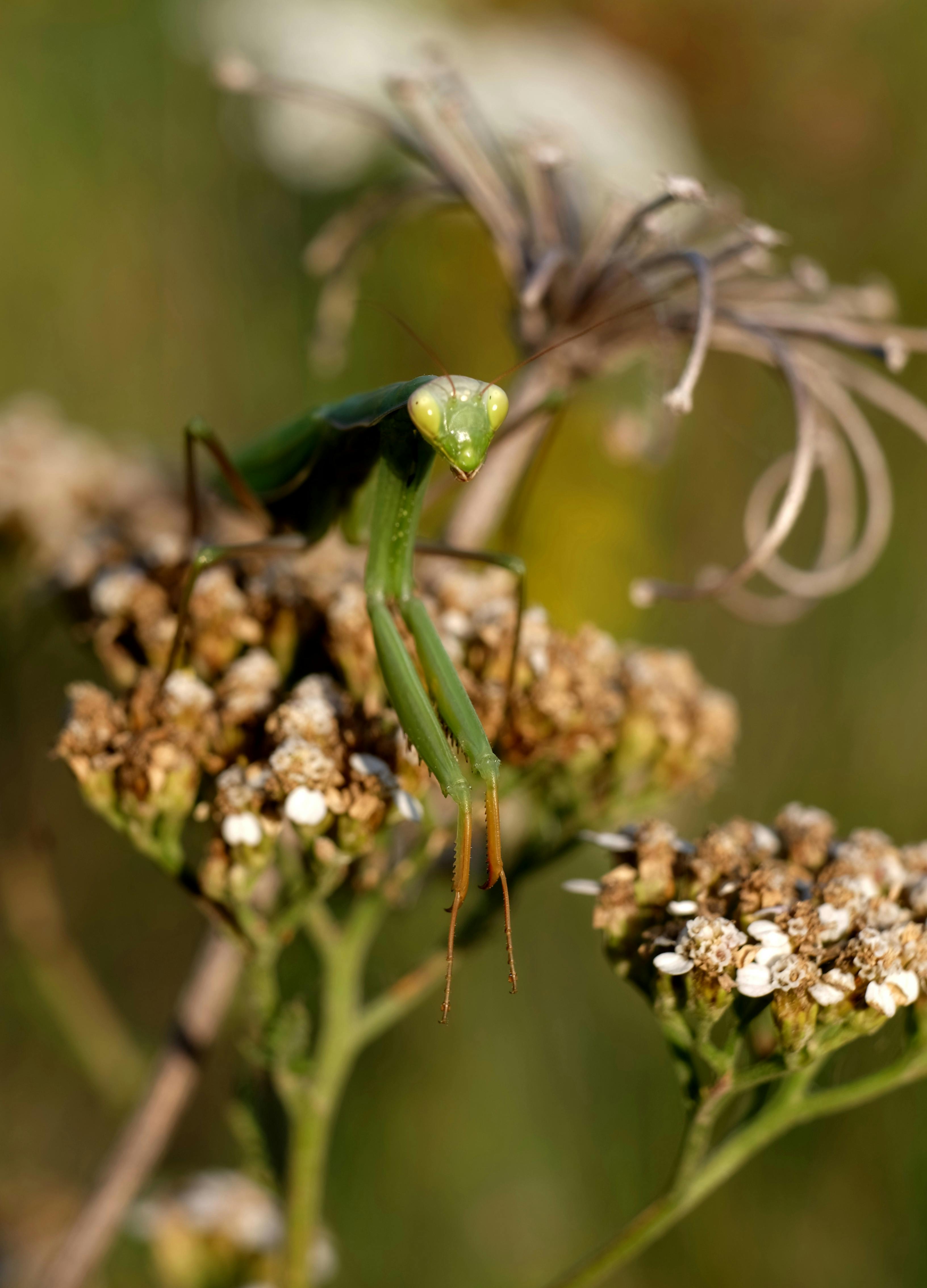 C0wbozs+Pray Photos, Download The BEST Free C0wbozs+Pray Stock Photos ...