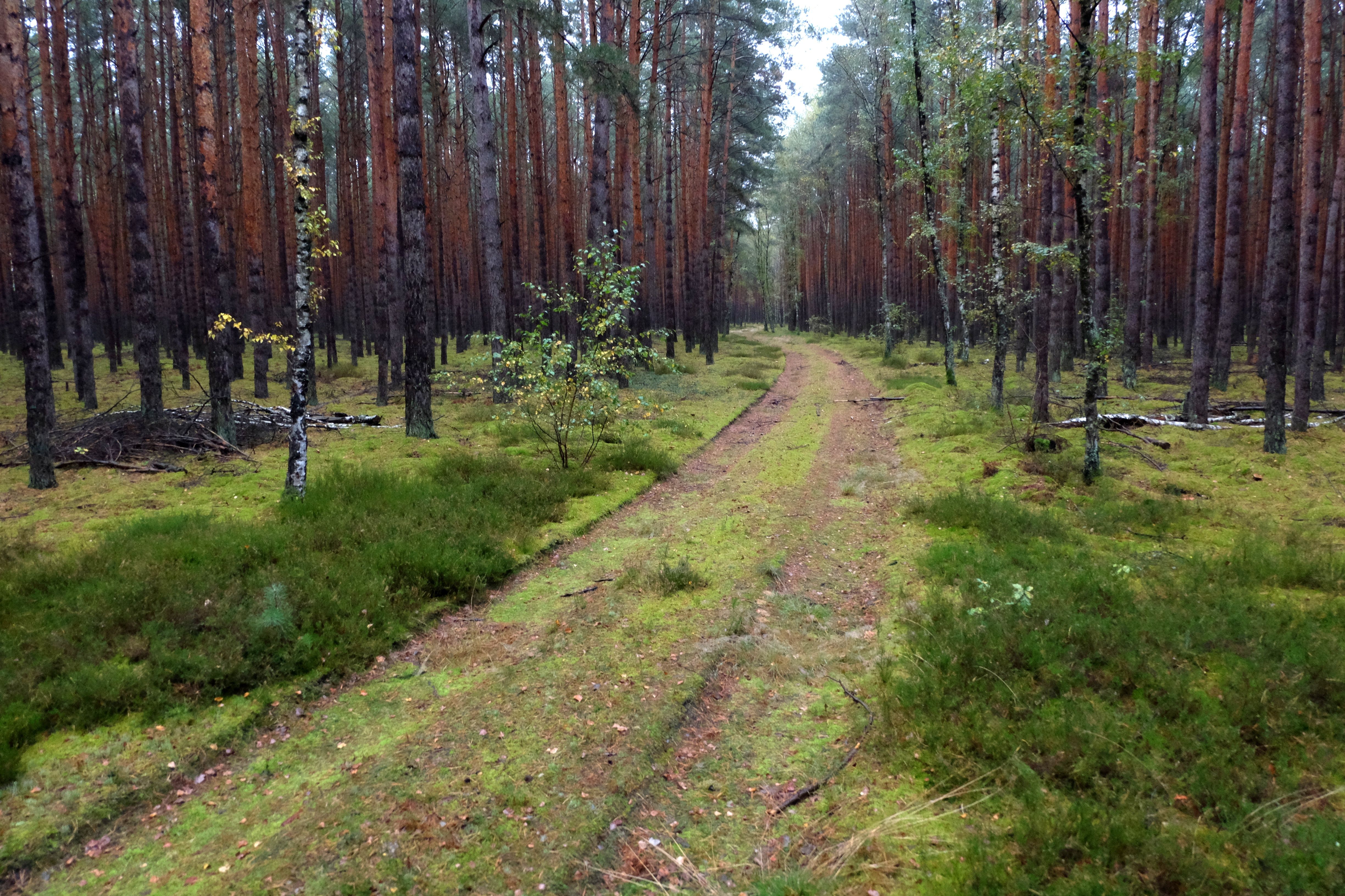 Serene Forest Path in Polish Woodland · Free Stock Photo