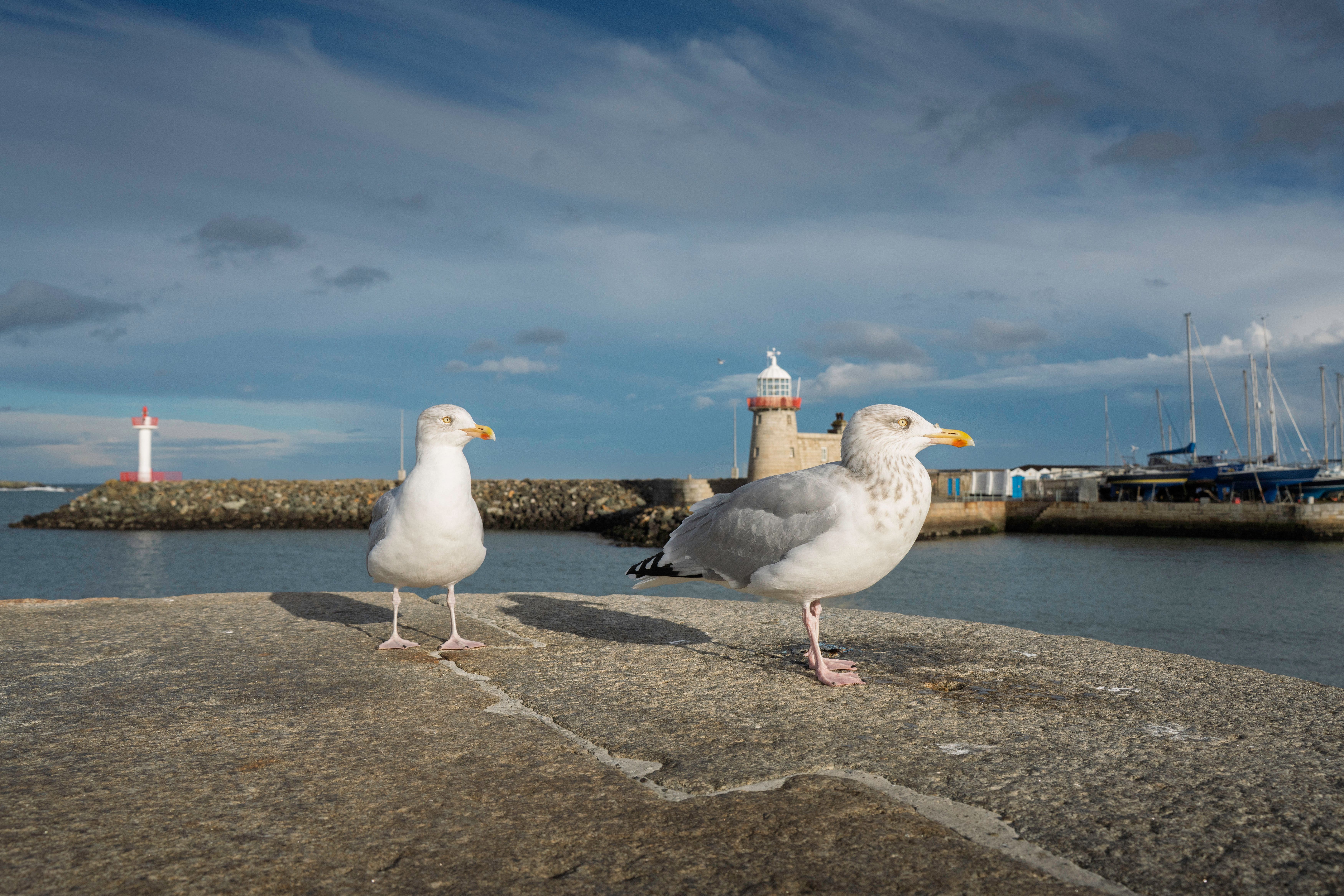 Seagulls at Scenic Irish Lighthouse Harbor · Free Stock Photo
