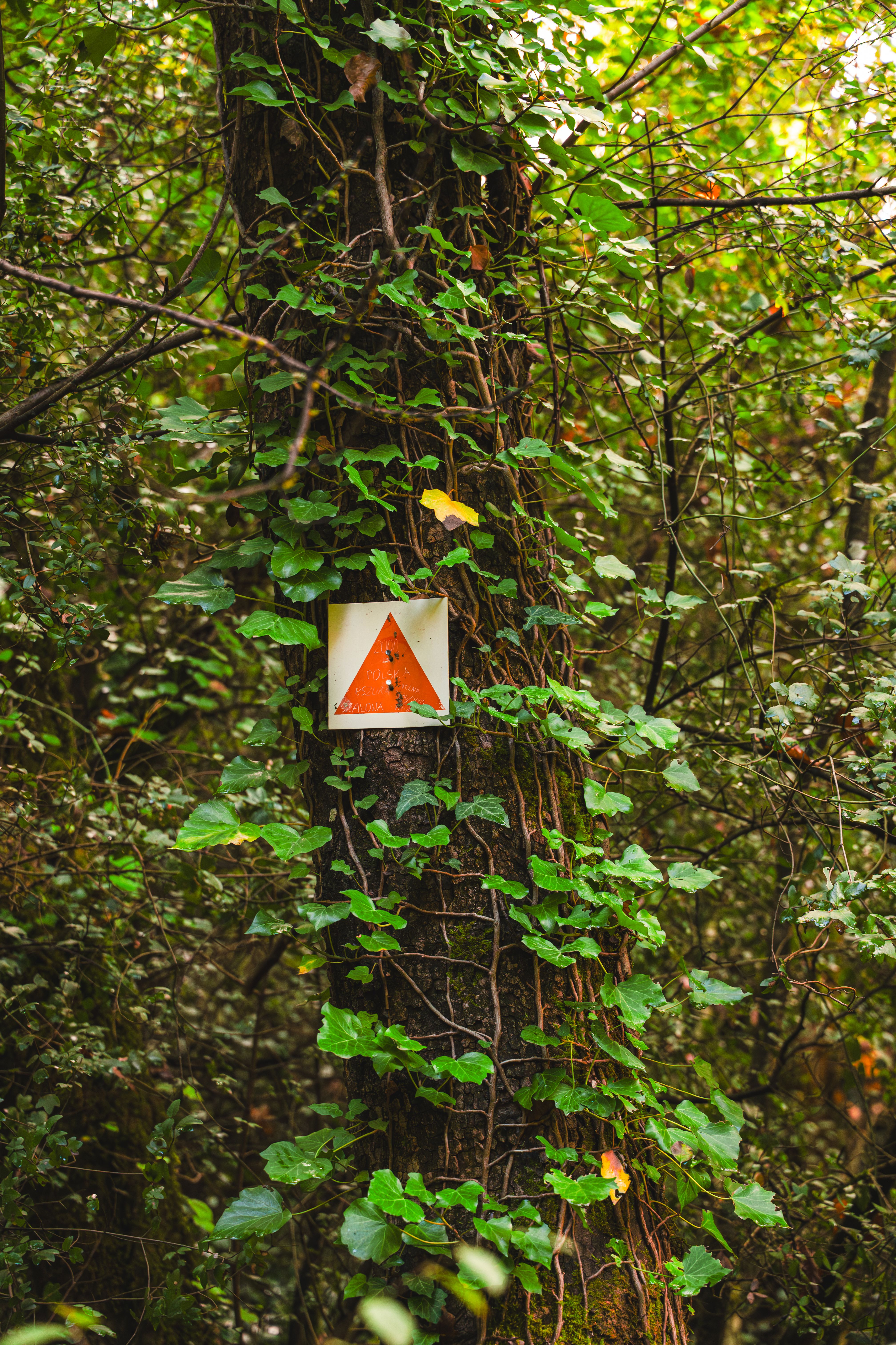 Vibrant Forest Trail with Ivy Covered Sign · Free Stock Photo