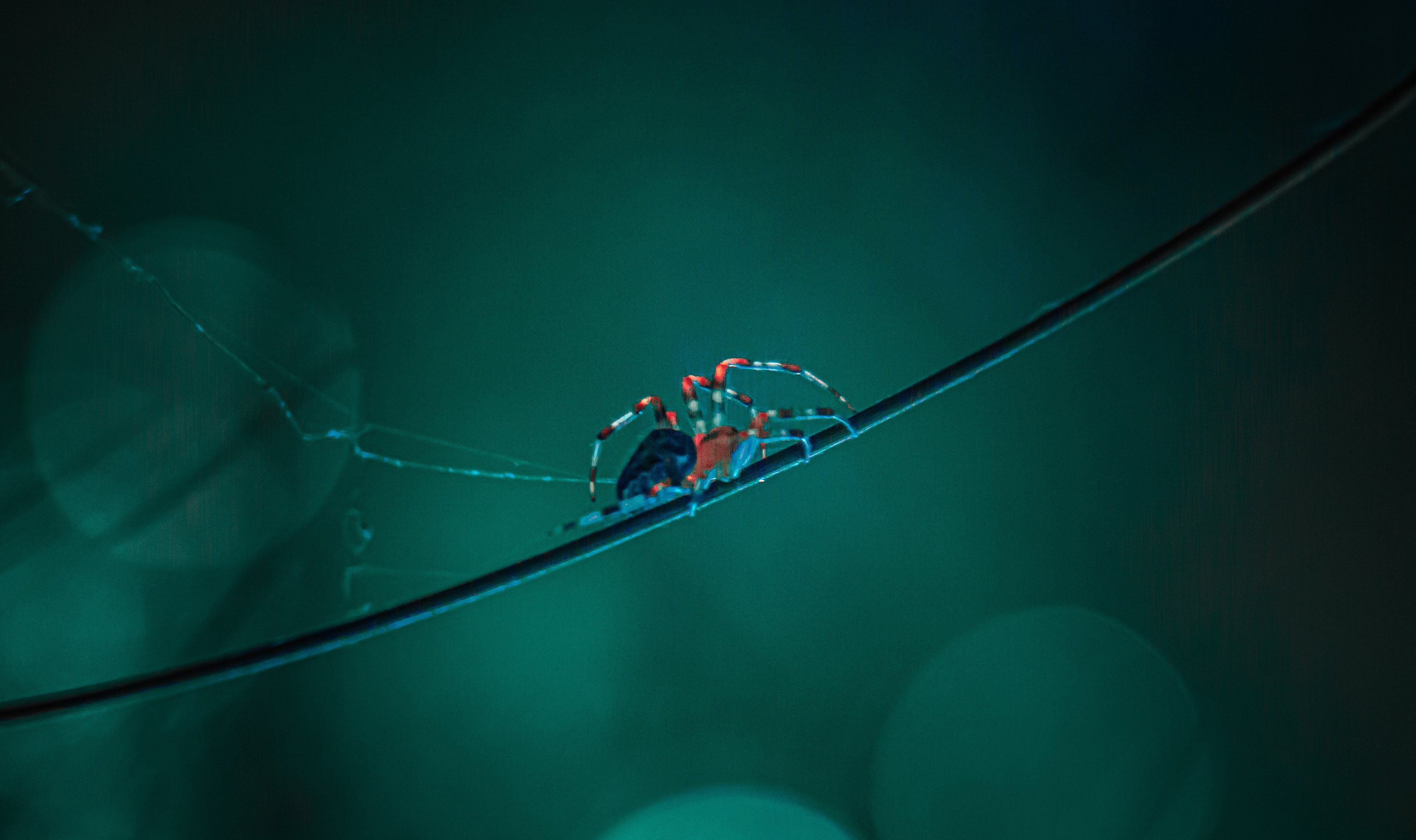Macro Shot of Spider on Web in Dark Ambience · Free Stock Photo