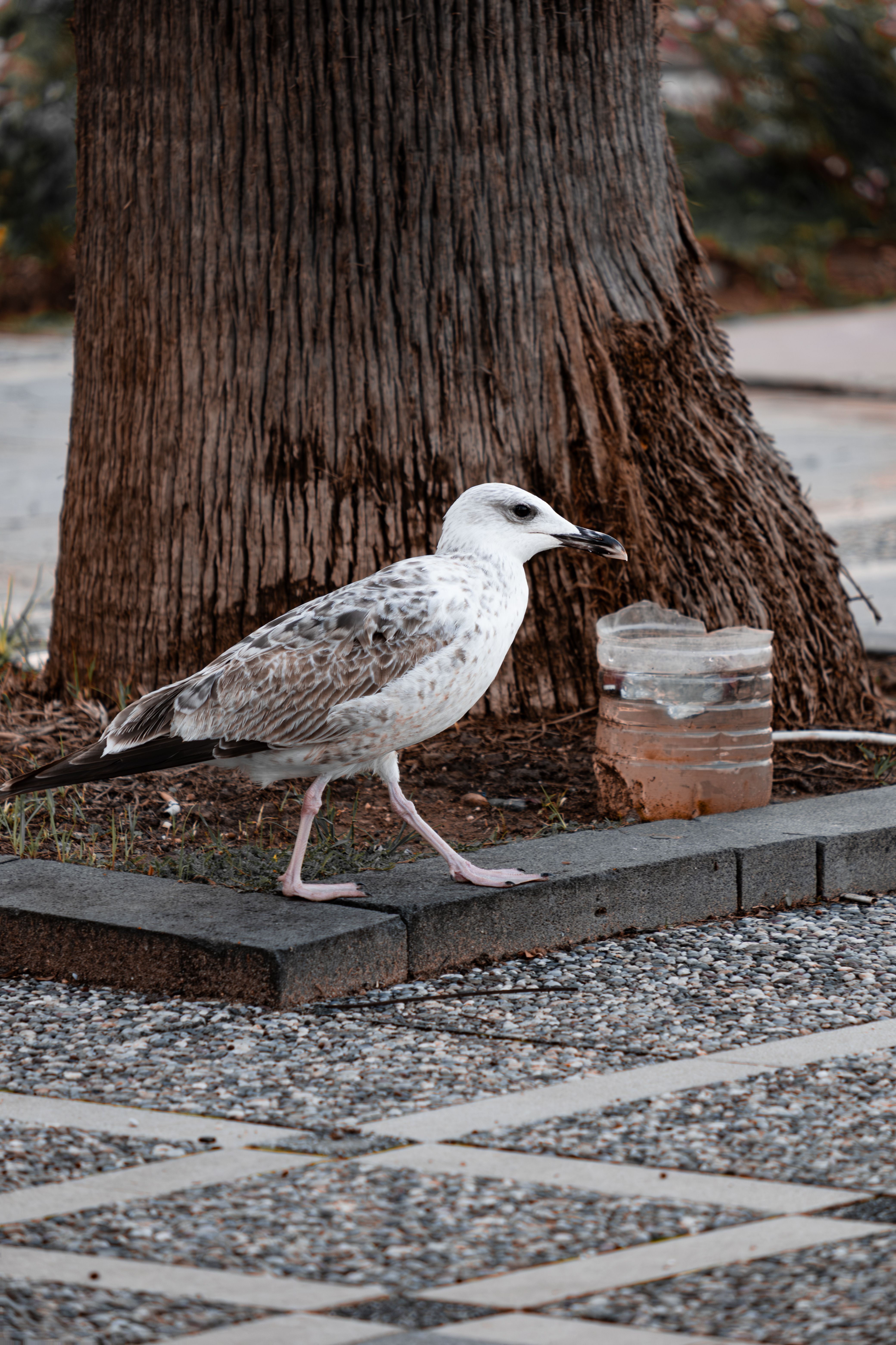 Seagull Standing by Tree in Urban Park · Free Stock Photo
