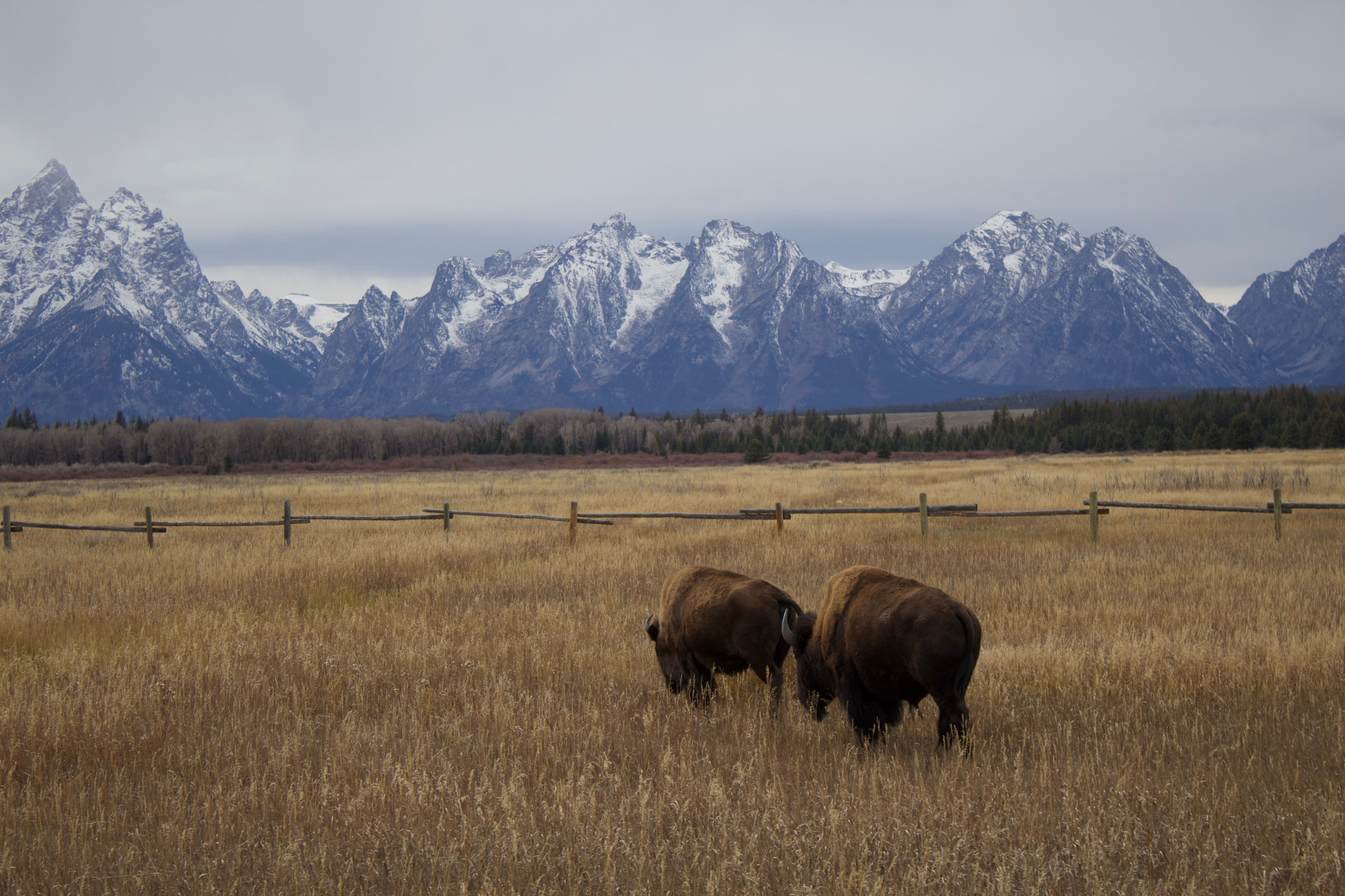 Majestic Bison Grazing Near the Grand Teton Mountains · Free Stock Photo