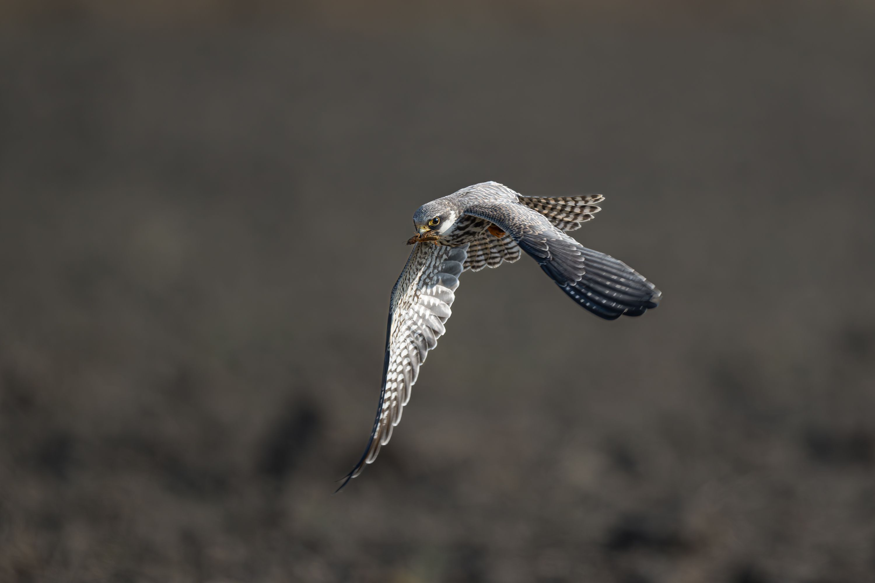 Eurasian Hobby Flying Mid-Air in Guangzhou · Free Stock Photo