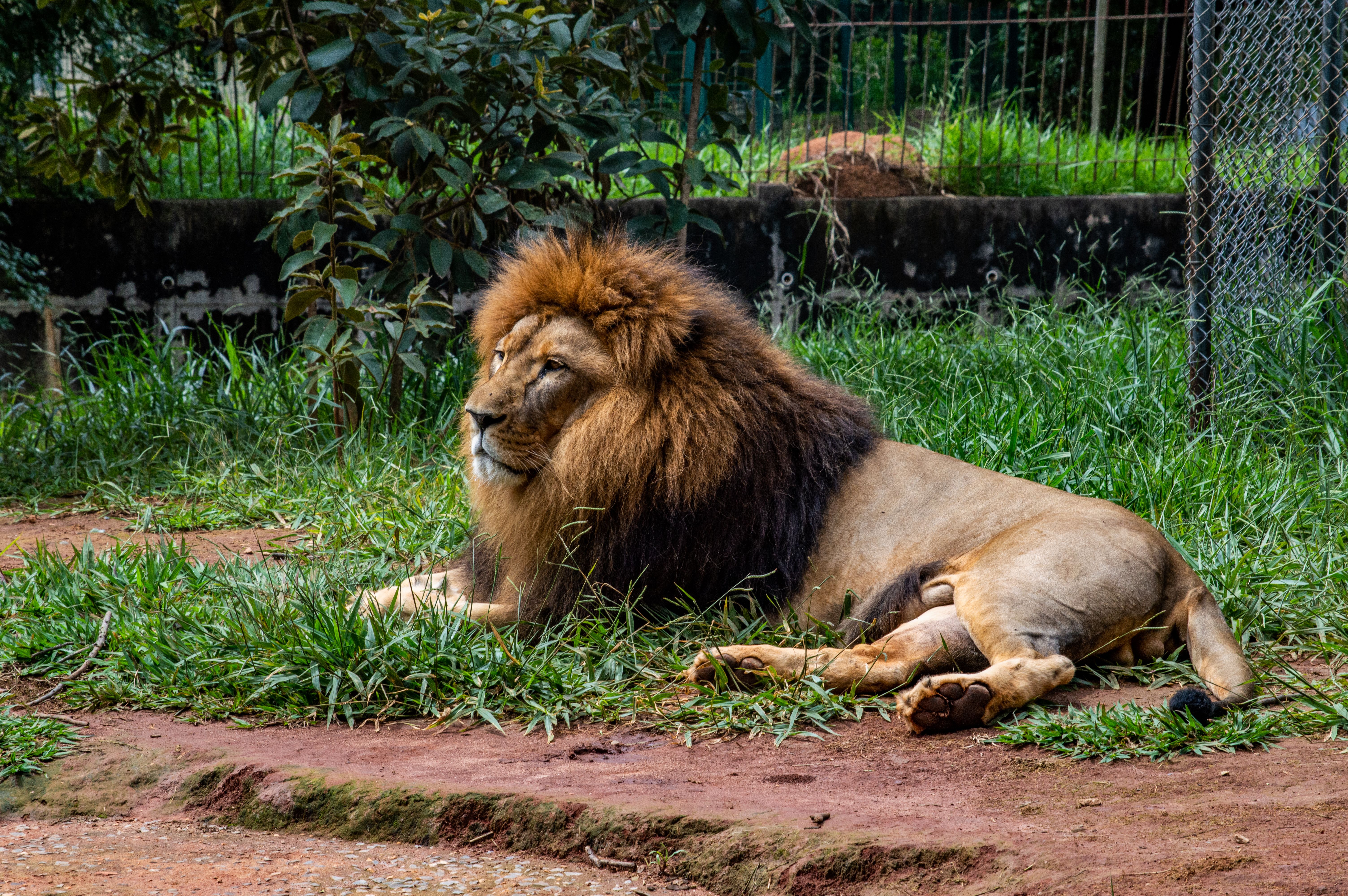 Lion Horizontal Photos, Download The BEST Free Lion Horizontal Stock ...