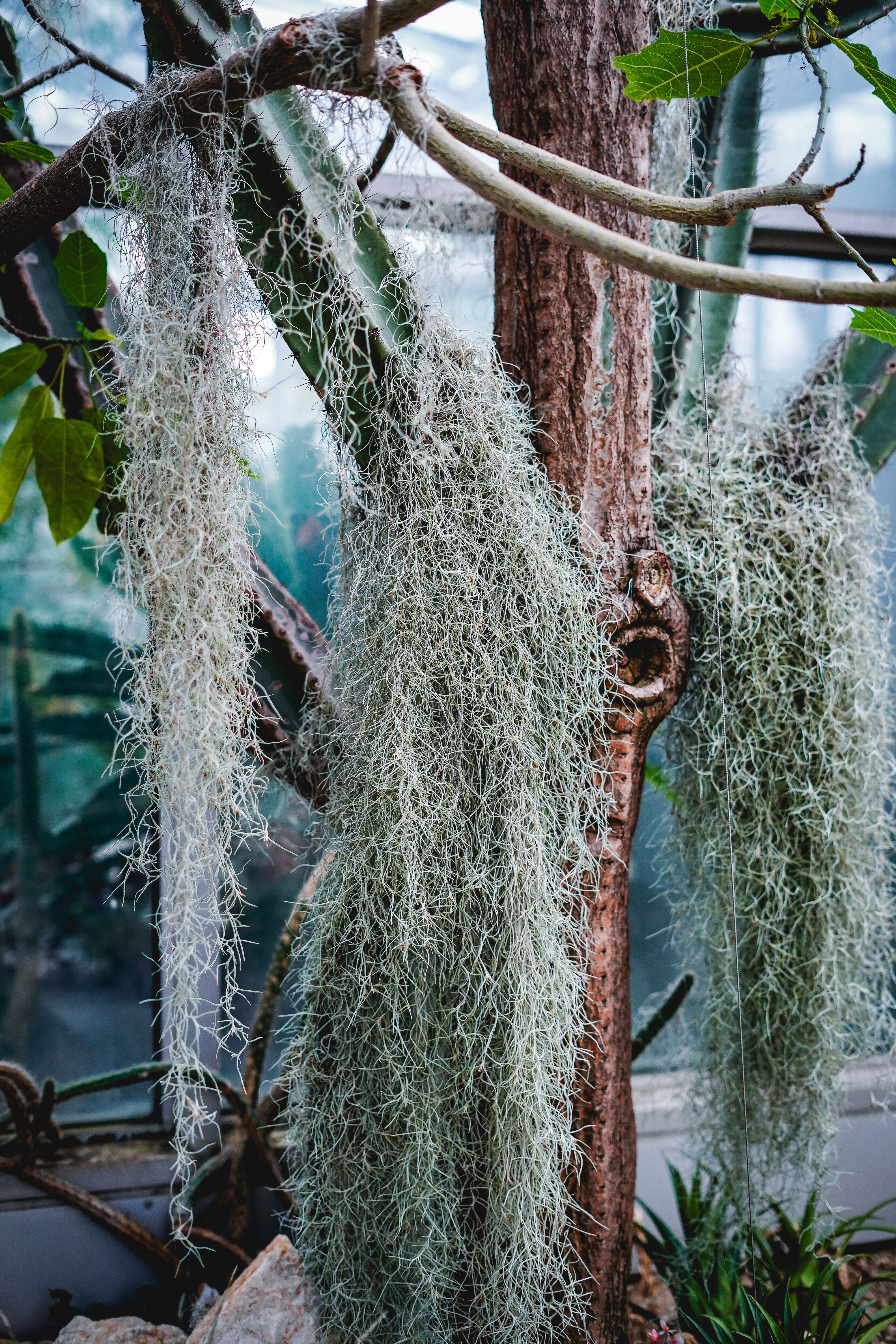 Close-up of Spanish Moss on Tree Indoors · Free Stock Photo