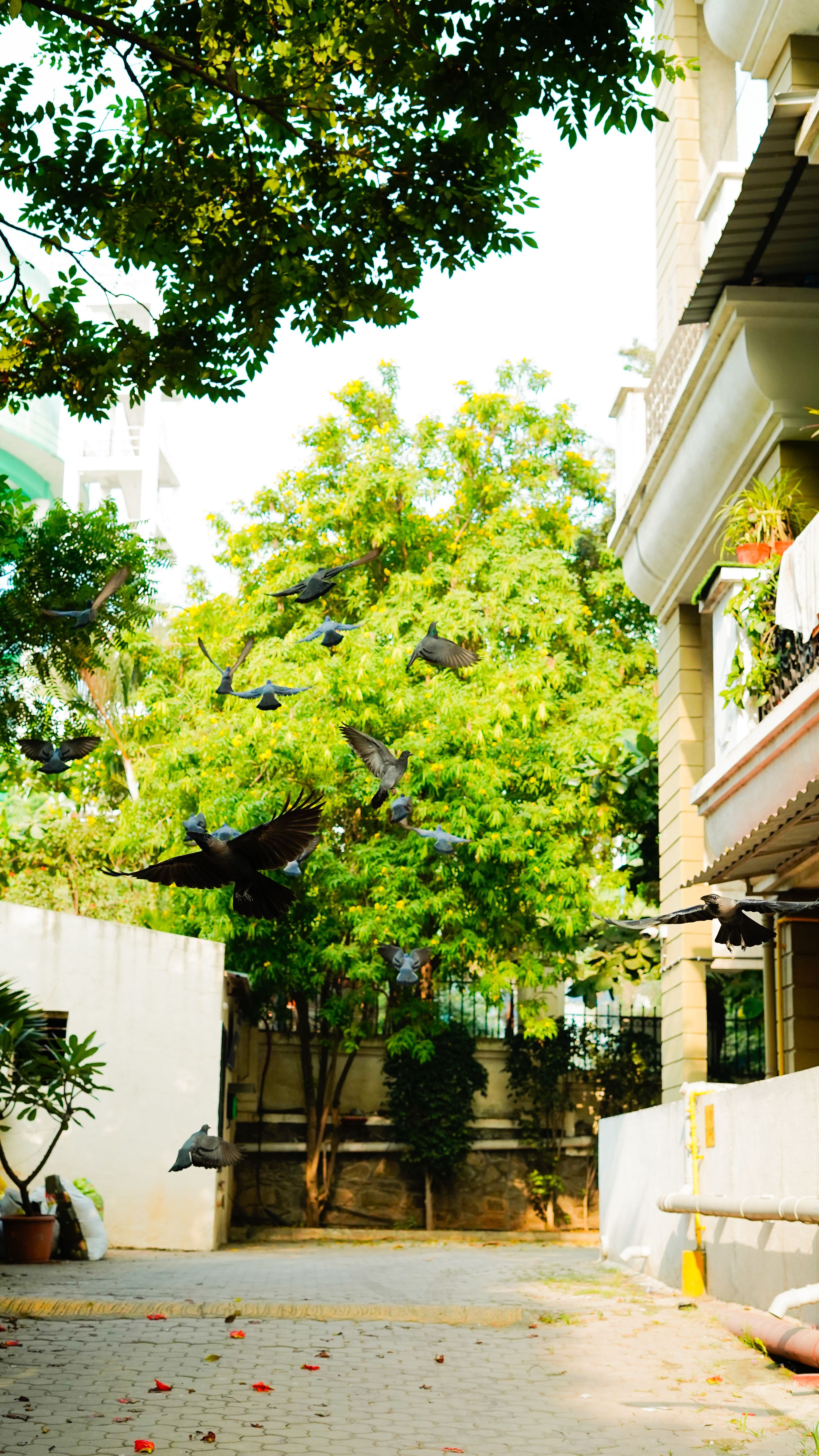 Flying Pigeons in Urban Courtyard Scene · Free Stock Photo