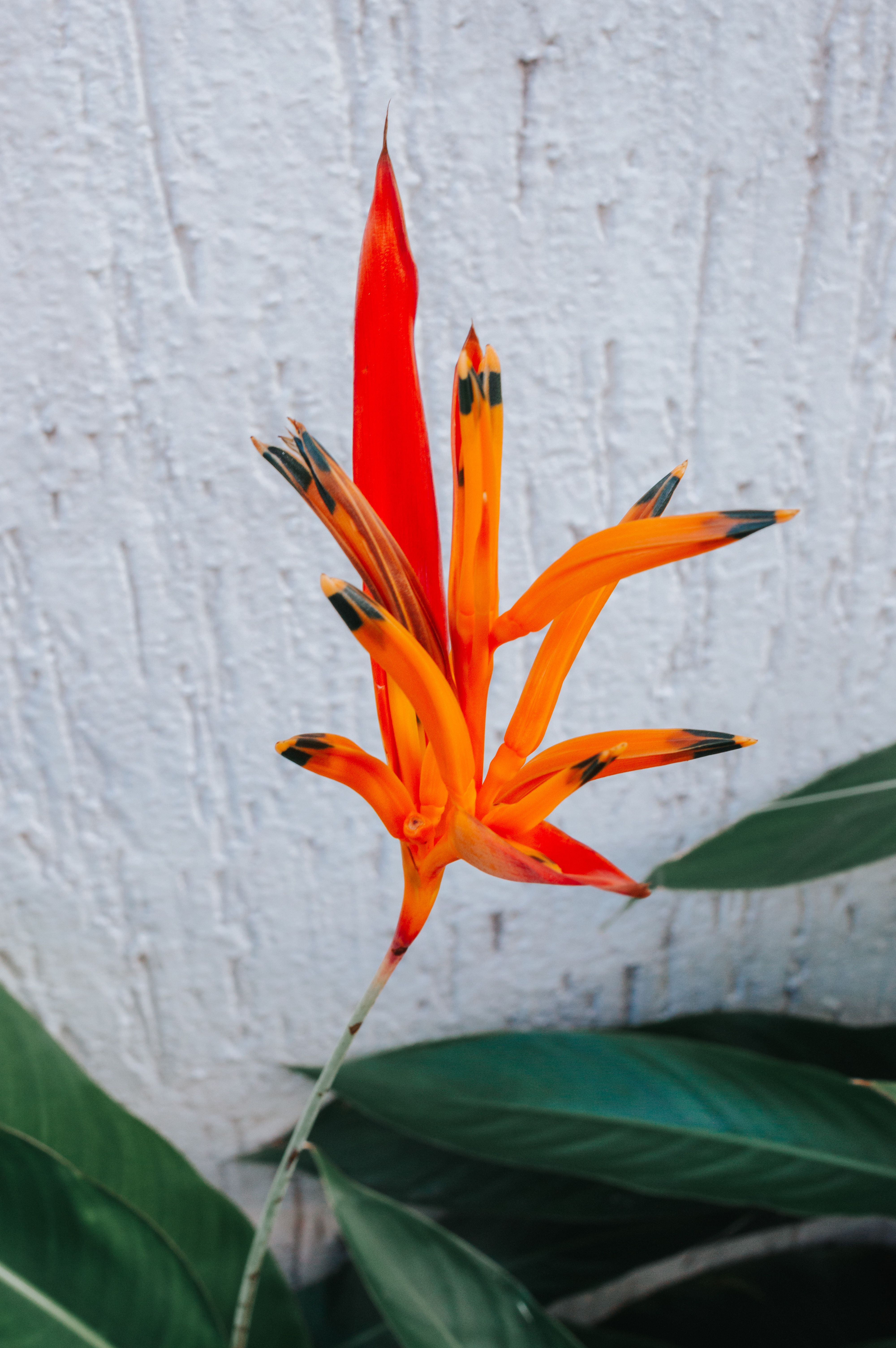 Orange Birds of Paradise Flower Closeup Photo · Free Stock Photo