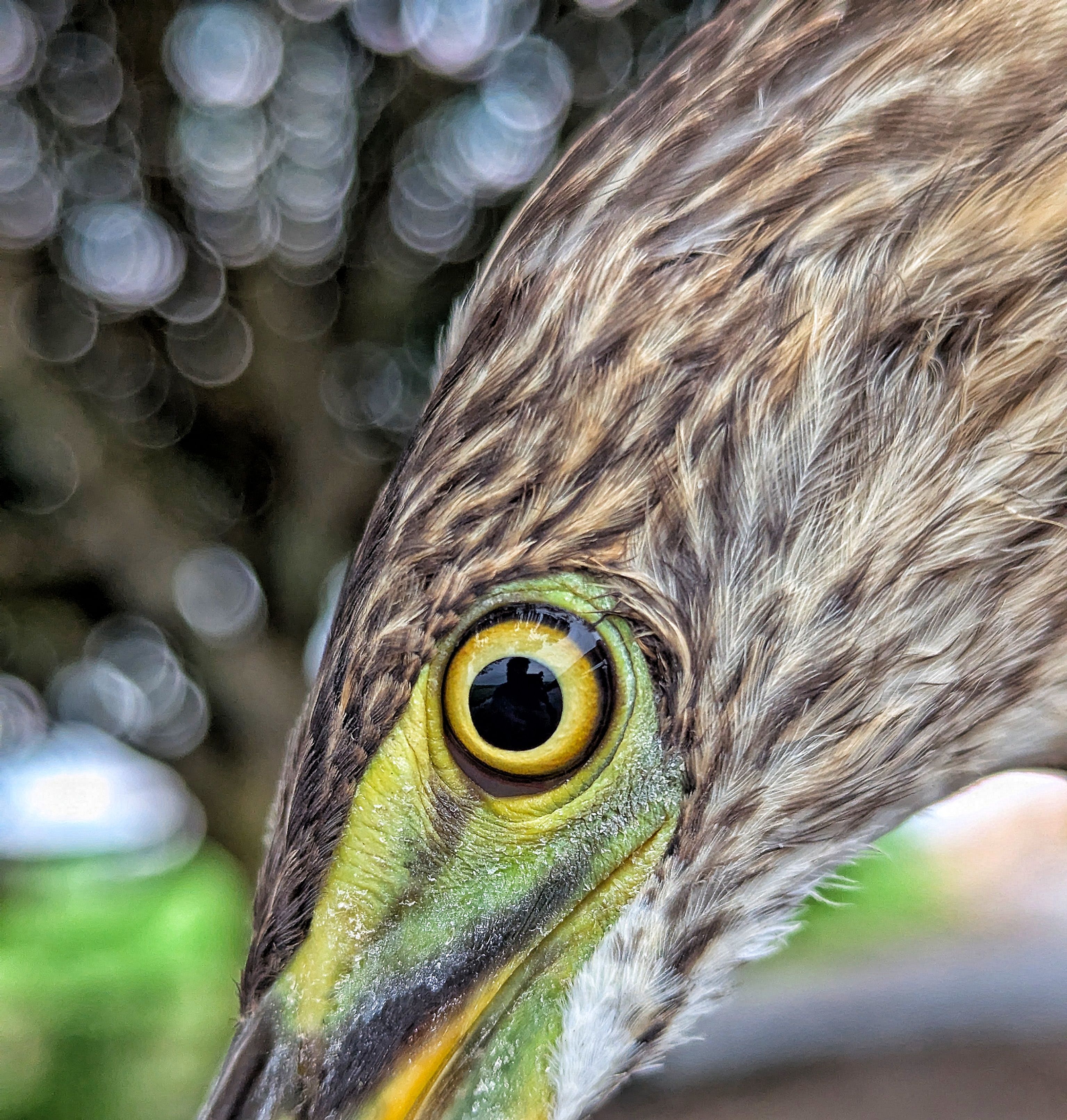 Close-Up of Bird Eye with Detailed Feathers · Free Stock Photo