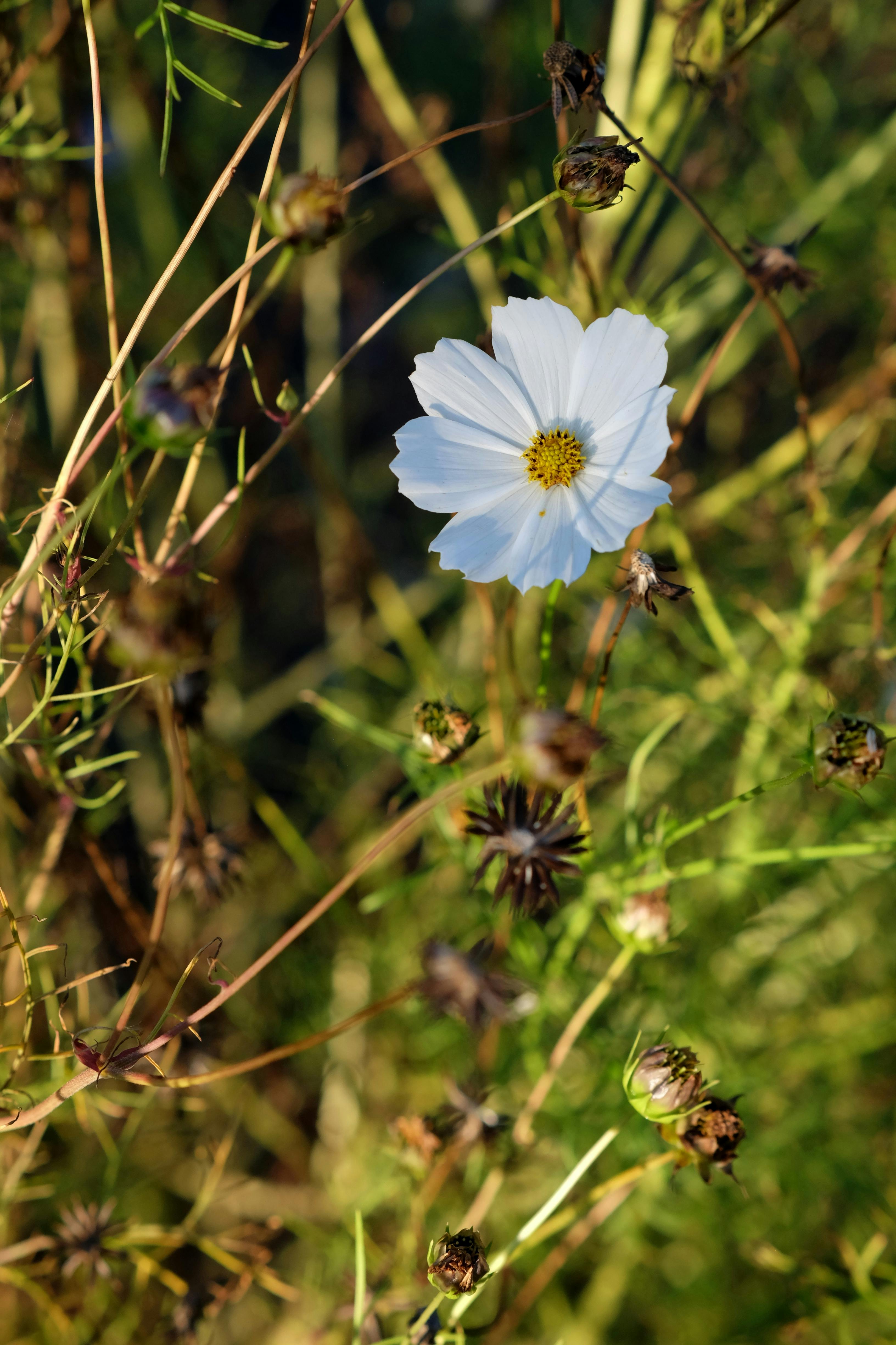 100.000+ Free-ai-avatar-generator-convert-image-to-ai-avatar-online ...