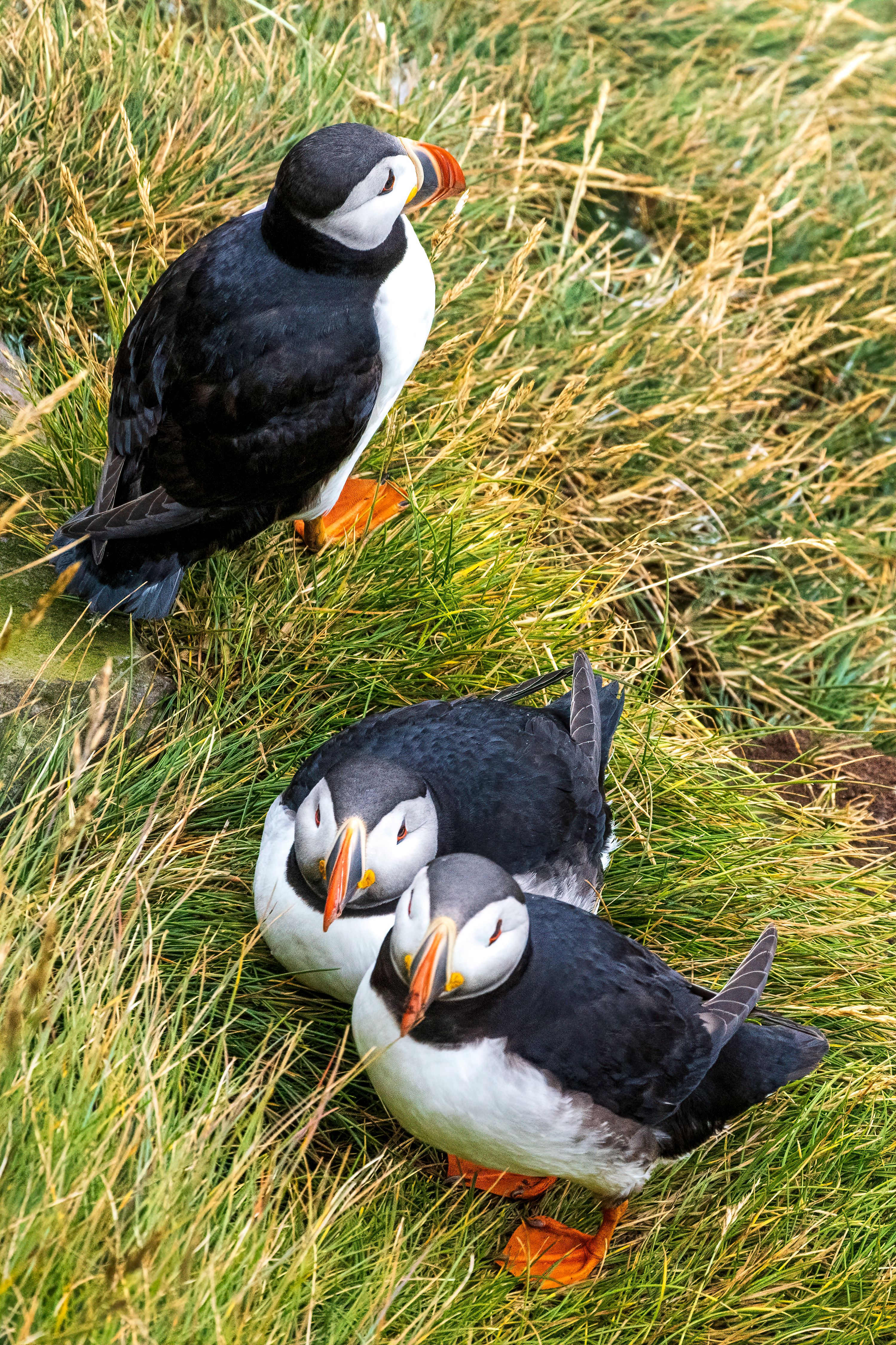 Atlantic Puffins on Grassy Cliff Edge · Free Stock Photo