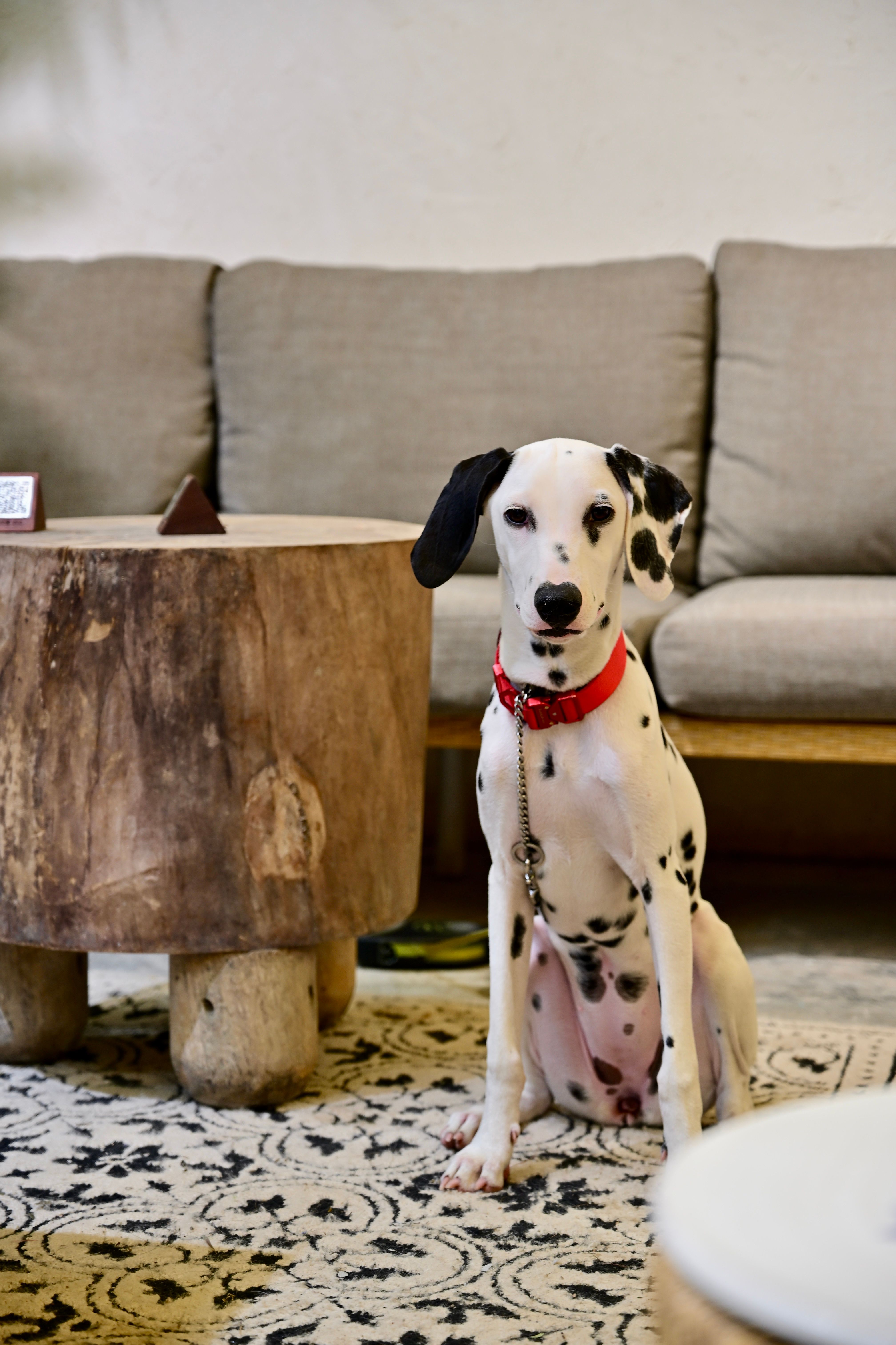 Adorable Dalmatian Puppy with Red Collar Indoors · Free Stock Photo