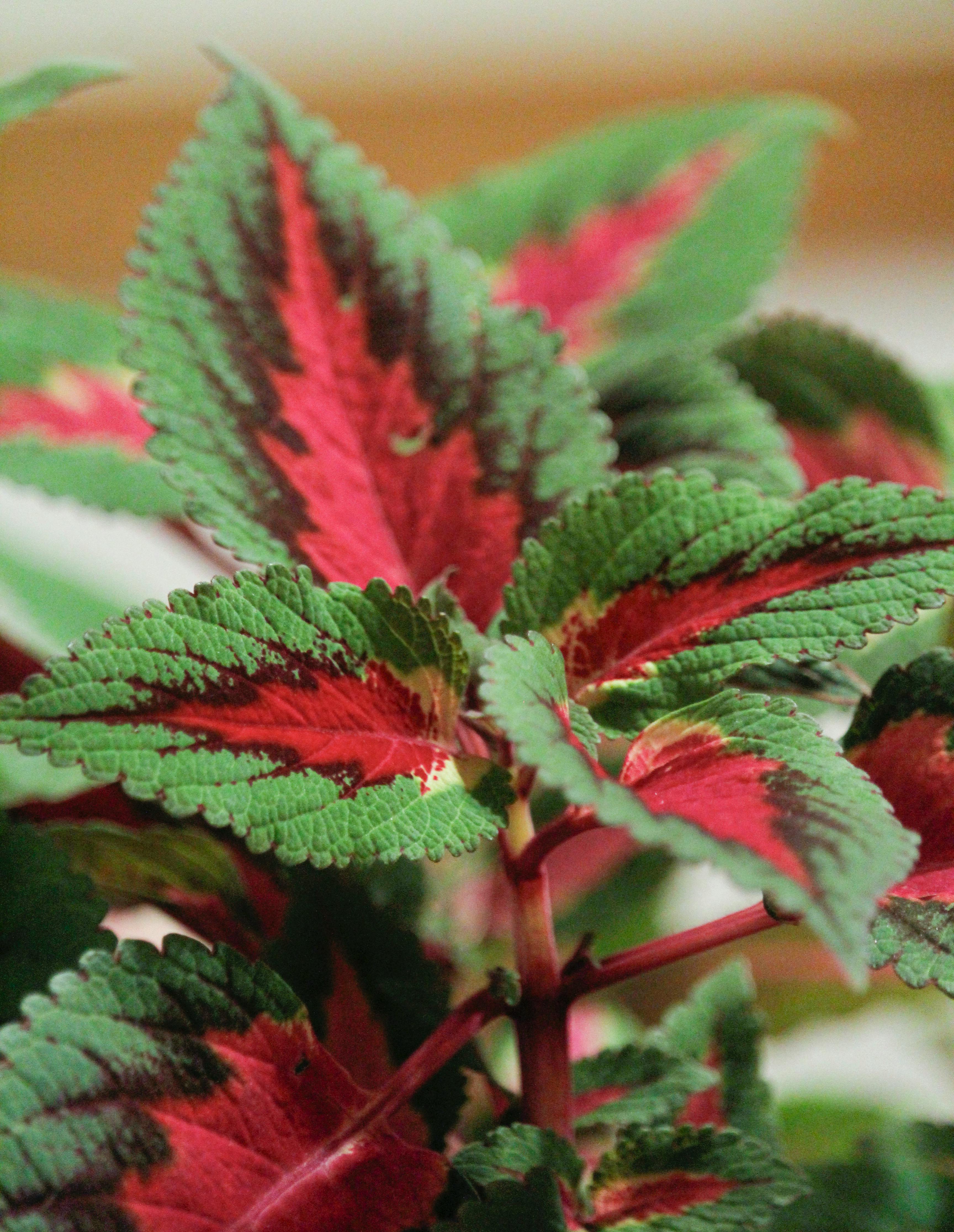 Vibrant Coleus Plant with Red and Green Leaves · Free Stock Photo