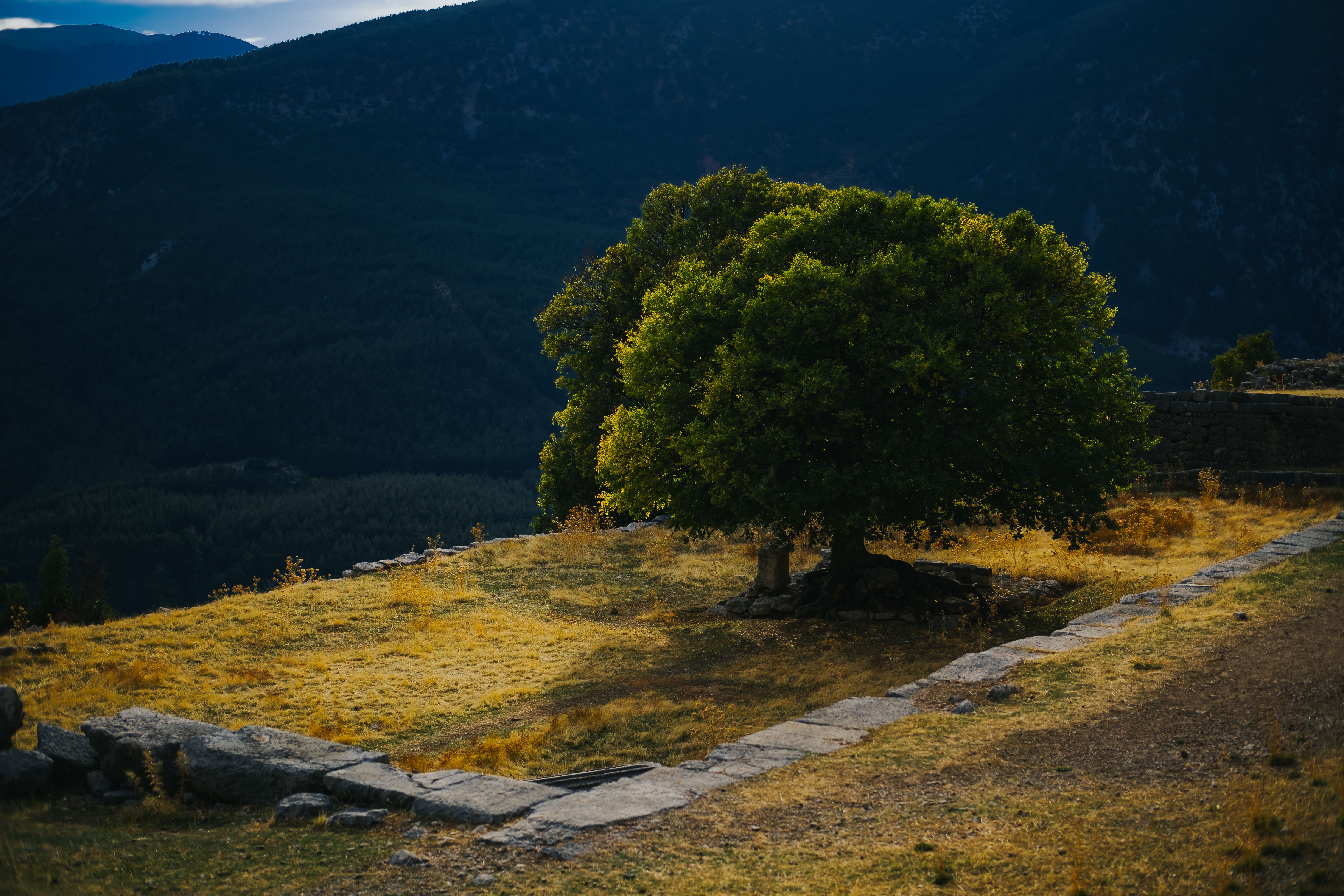 Lone Tree in Serene Mountain Landscape · Free Stock Photo