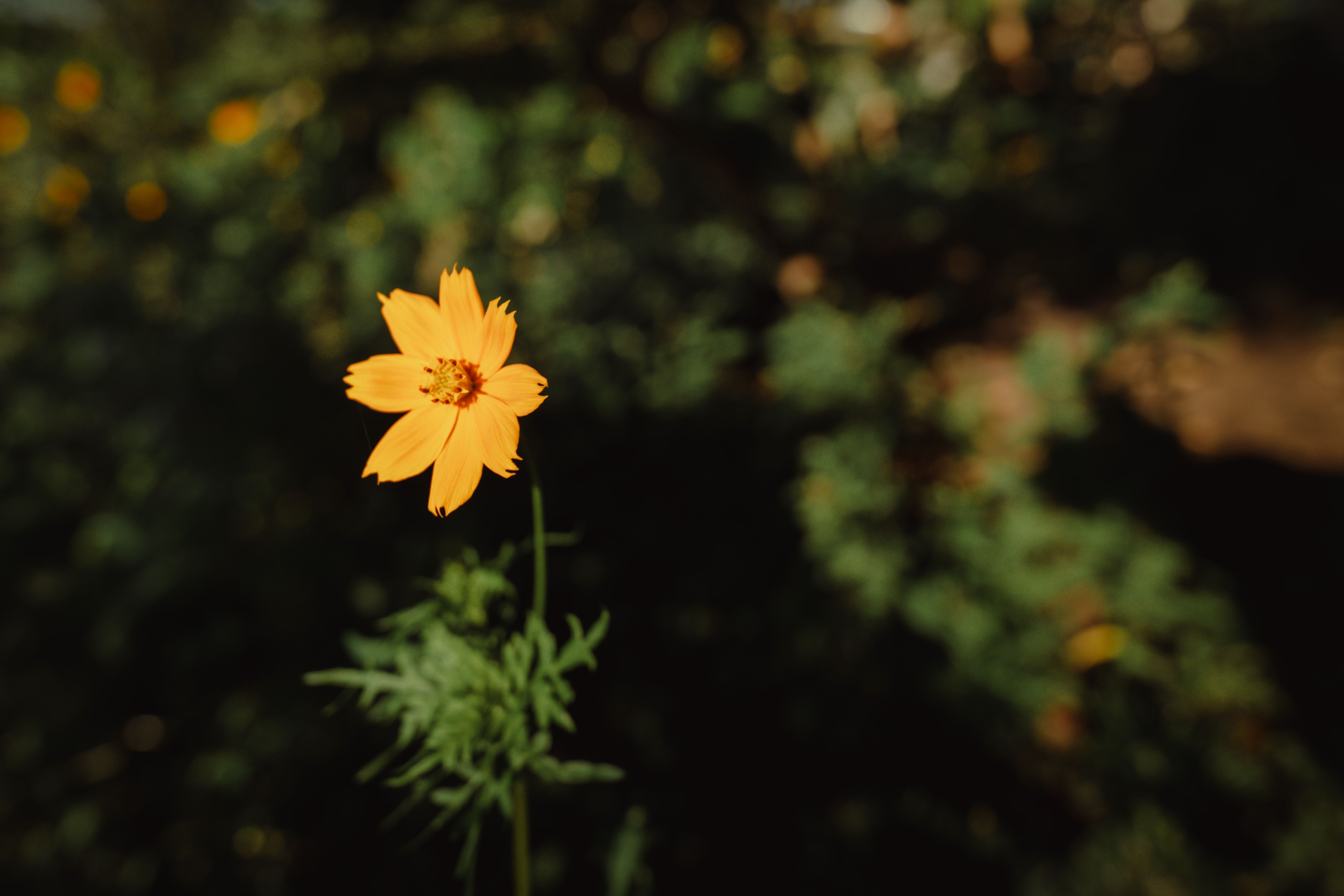 Vibrant Orange Cosmos Flower in Sunlight · Free Stock Photo