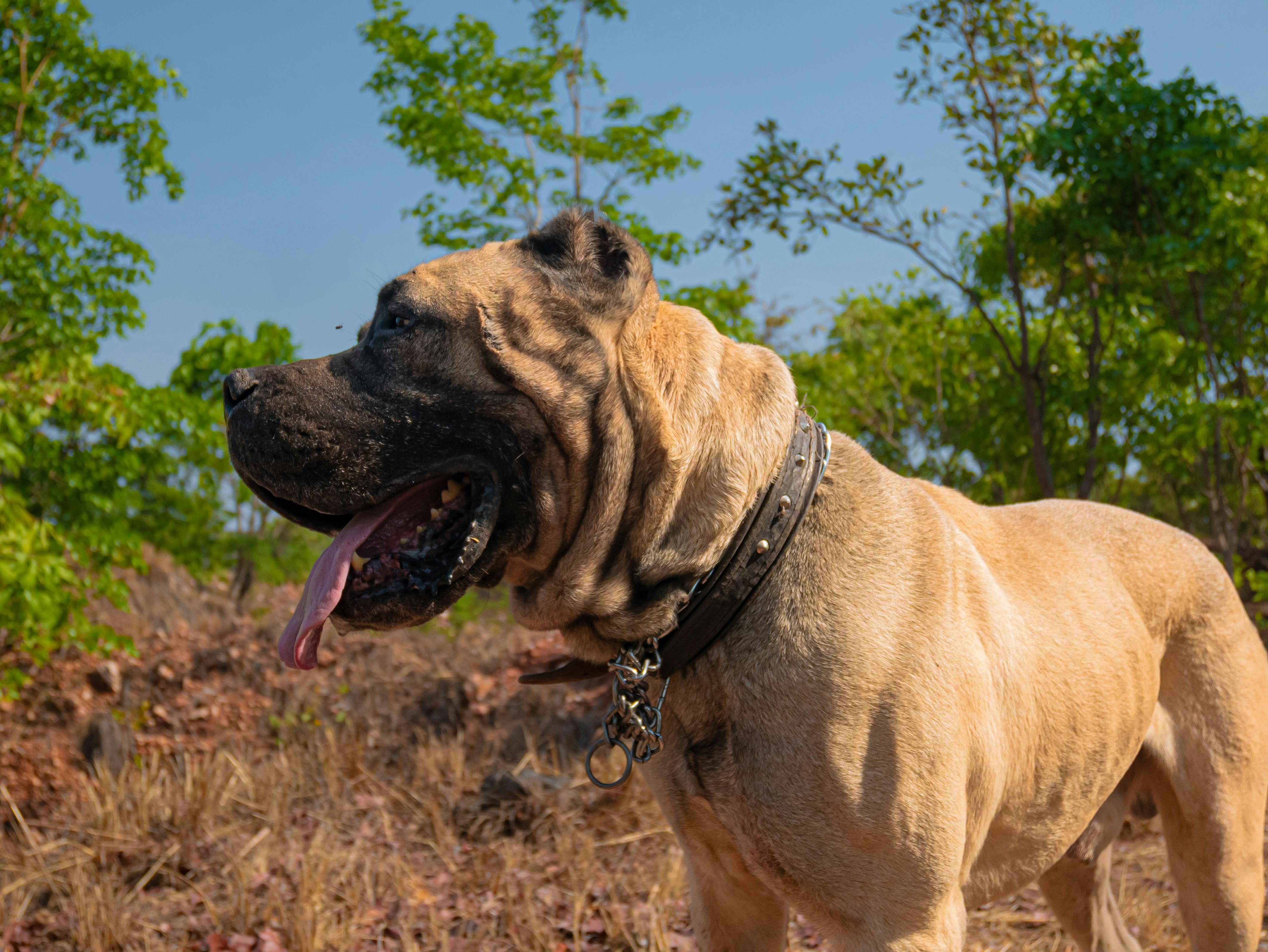 Short+Beas Photos, Download The BEST Free Short+Beas Stock Photos & HD ...