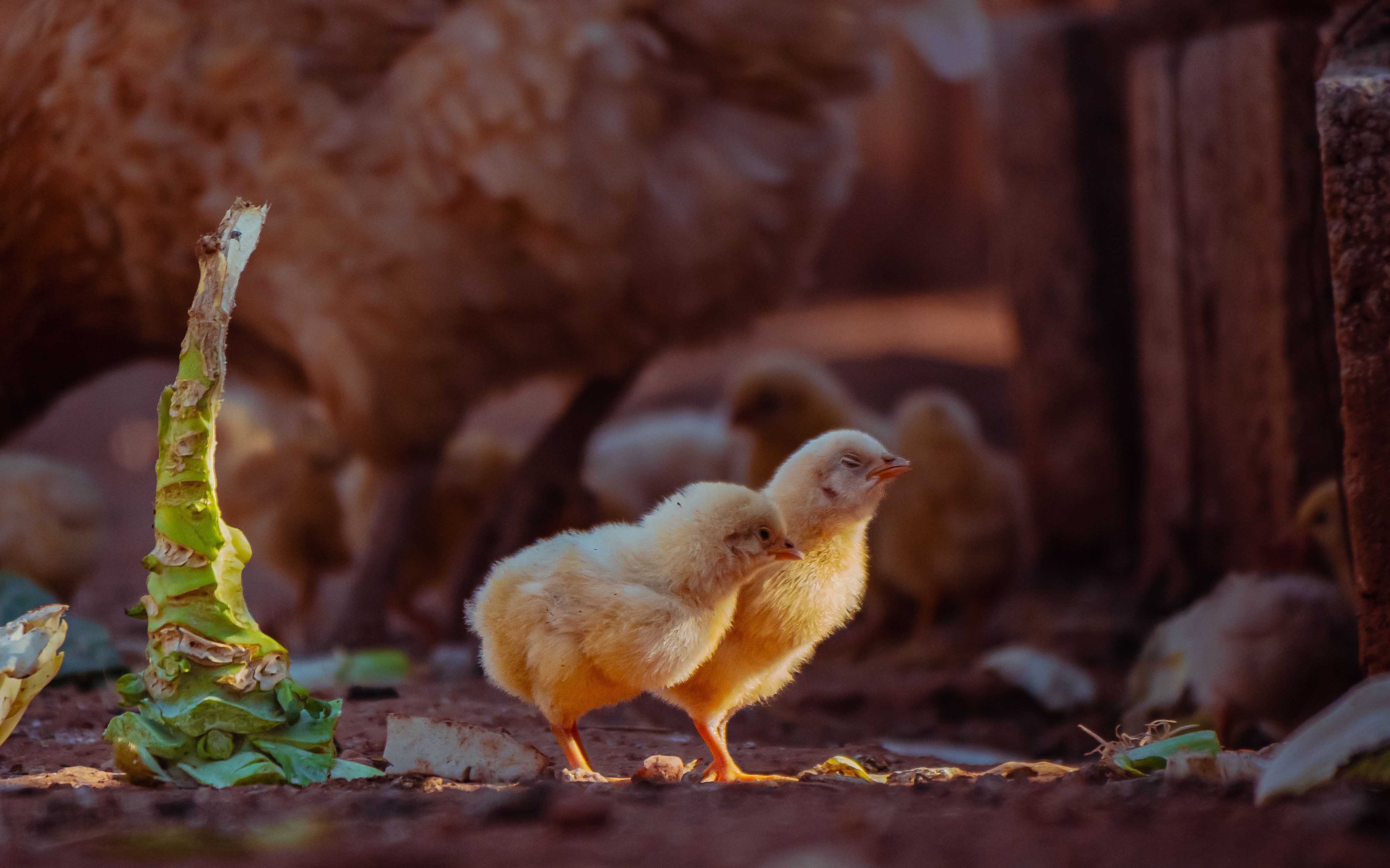 Pollitos Adorables En Un Entorno De Granja · Foto de stock gratuita