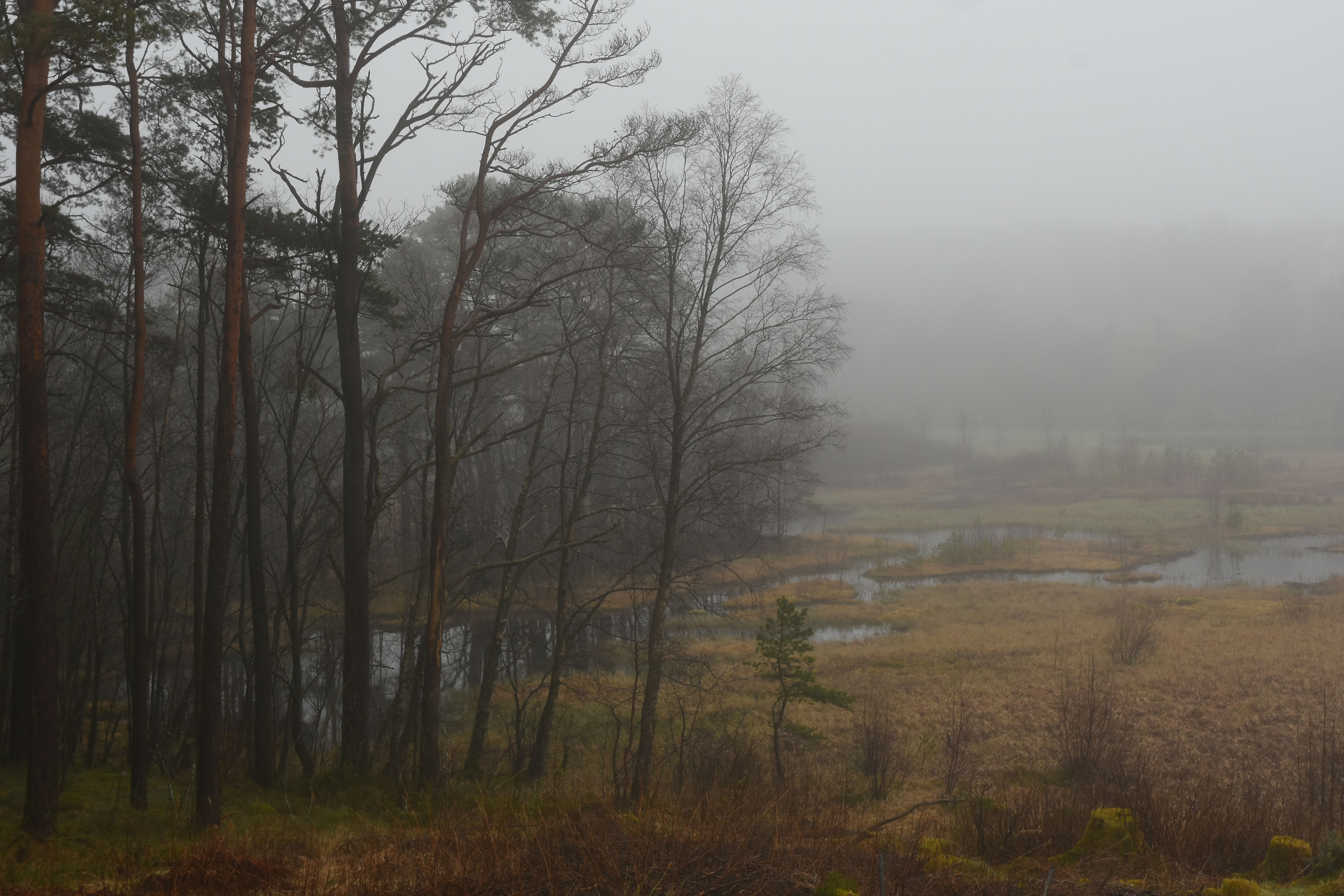 Misty Forest Landscape in Fitjar, Norway · Free Stock Photo