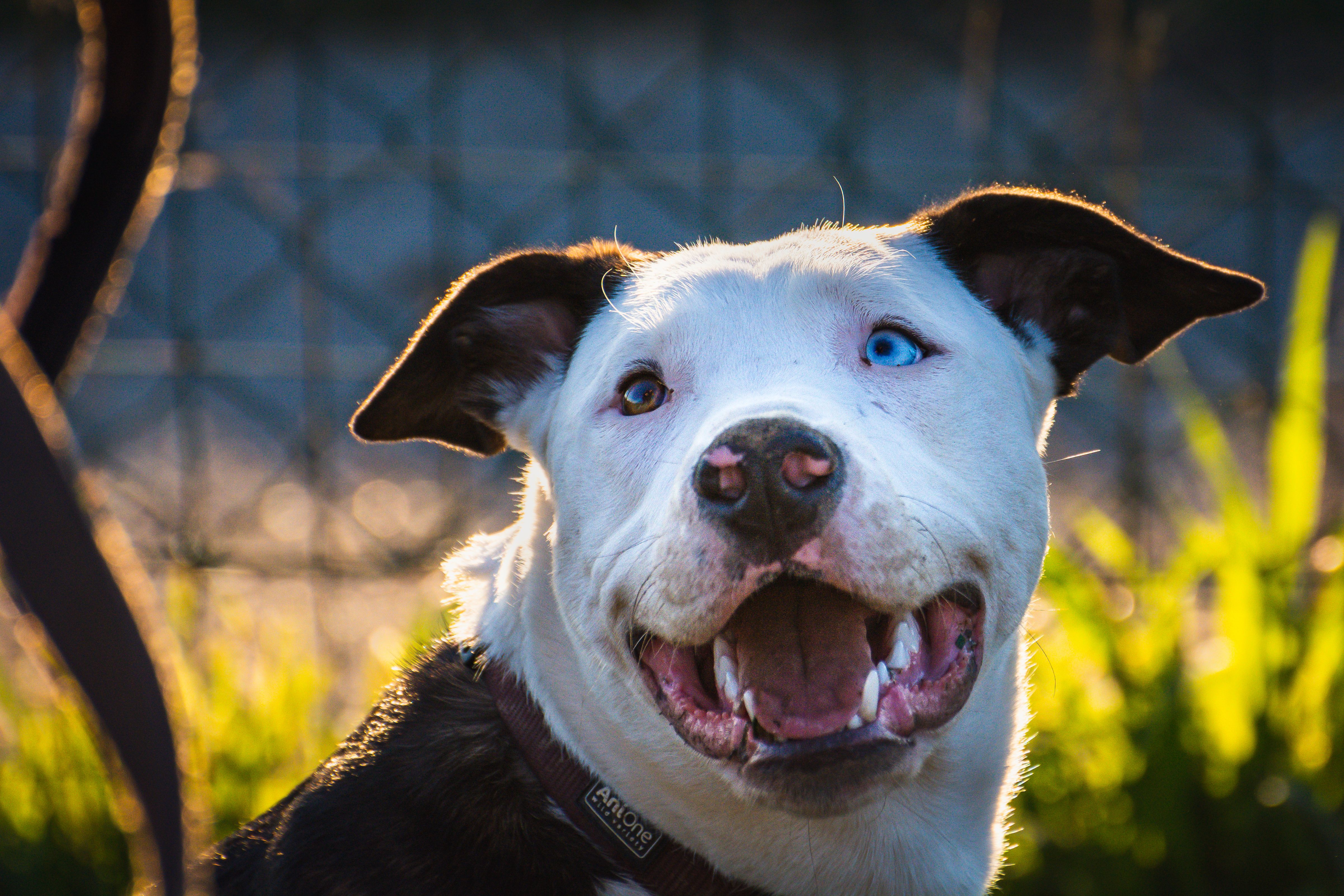 Dog Breed Photos, Download The BEST Free Dog Breed Stock Photos & HD Images