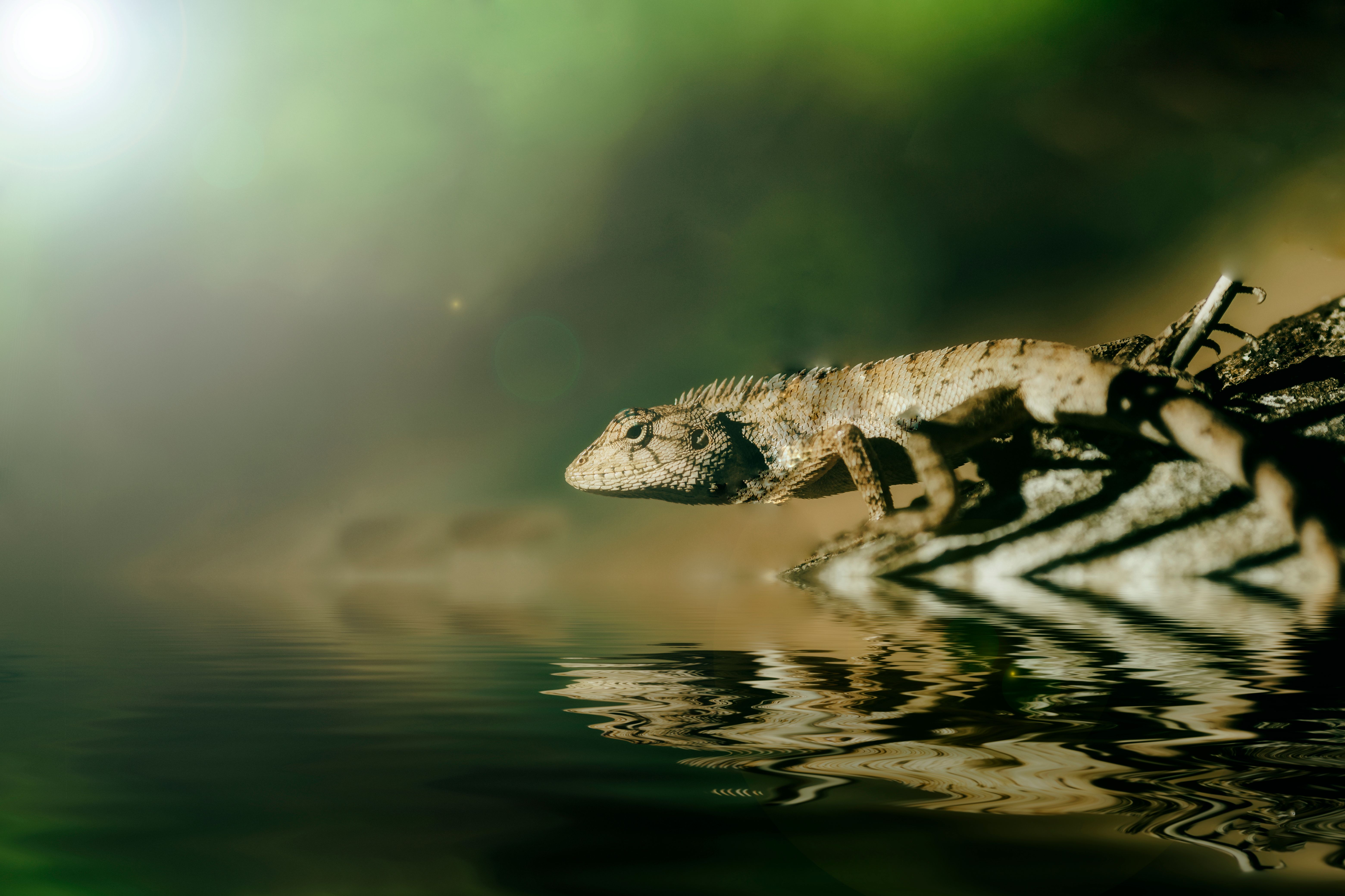 Tropical Lizard Resting by Water in Vietnam · Free Stock Photo