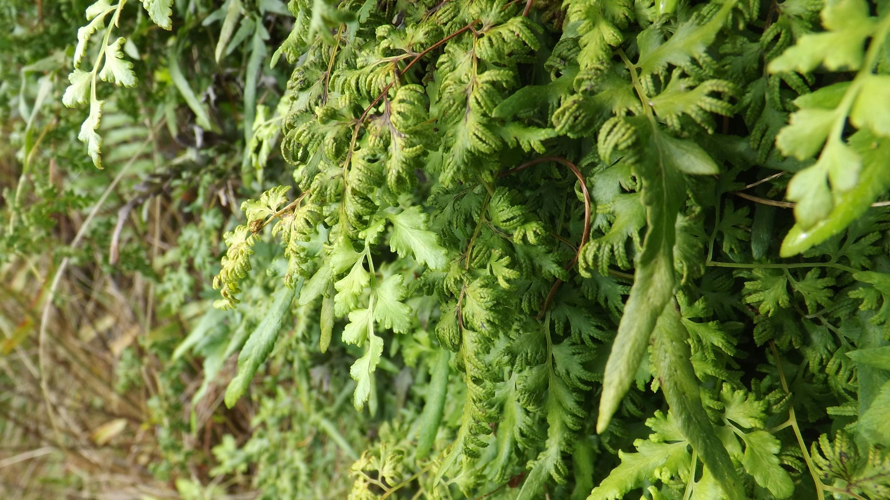 Green 31 Photos & Videos Collected by Ben Rasmussen