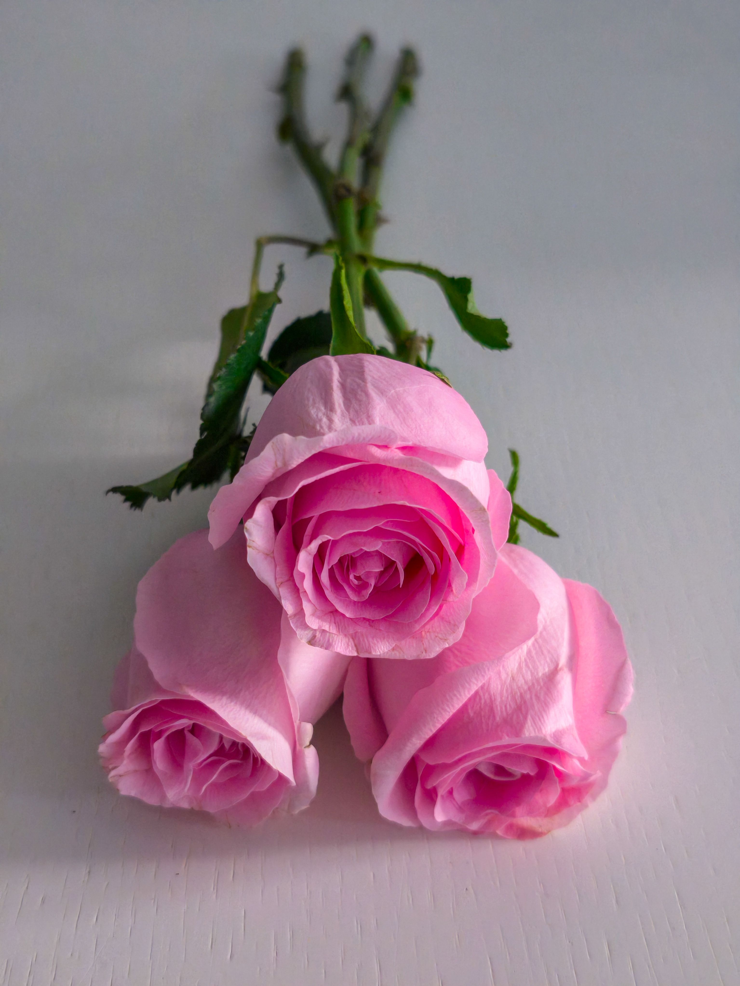 Poison Rose Photos, Download The BEST Free Poison Rose Stock Photos ...