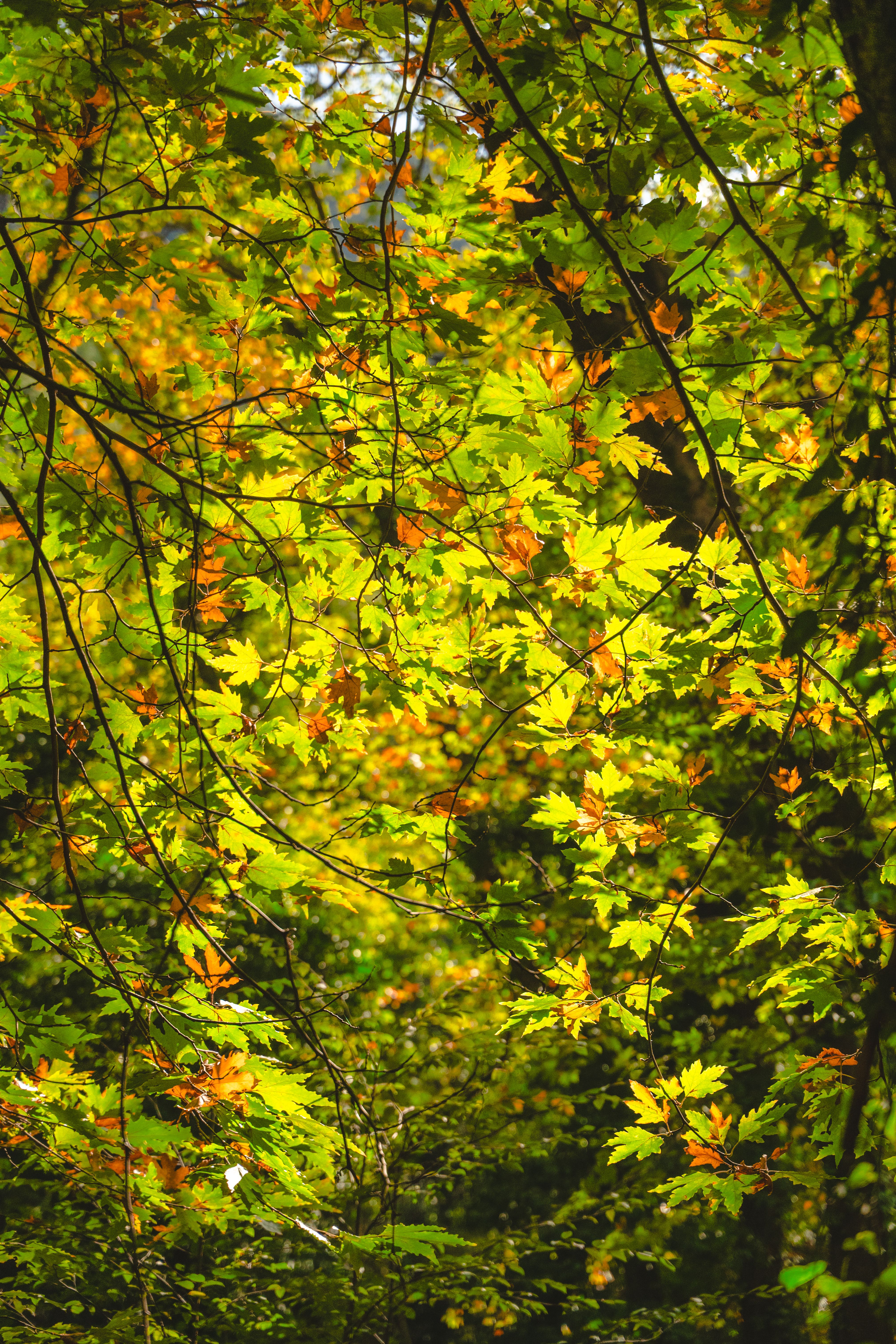 Yovngchimi+Wallpaper+4k Photos, Download The BEST Free Yovngchimi ...