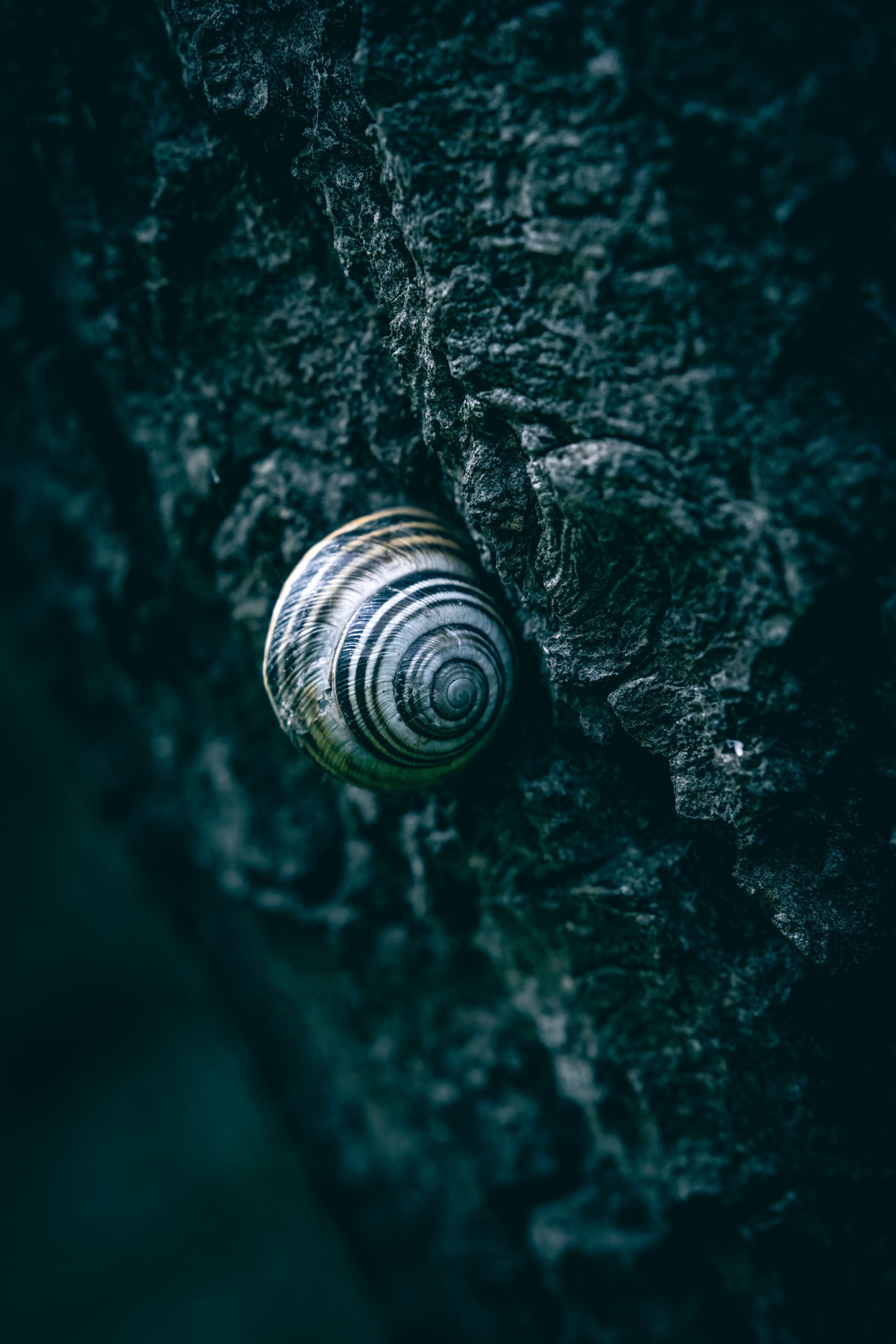 Snail+Gaijin Photos, Download The BEST Free Snail+Gaijin Stock Photos ...