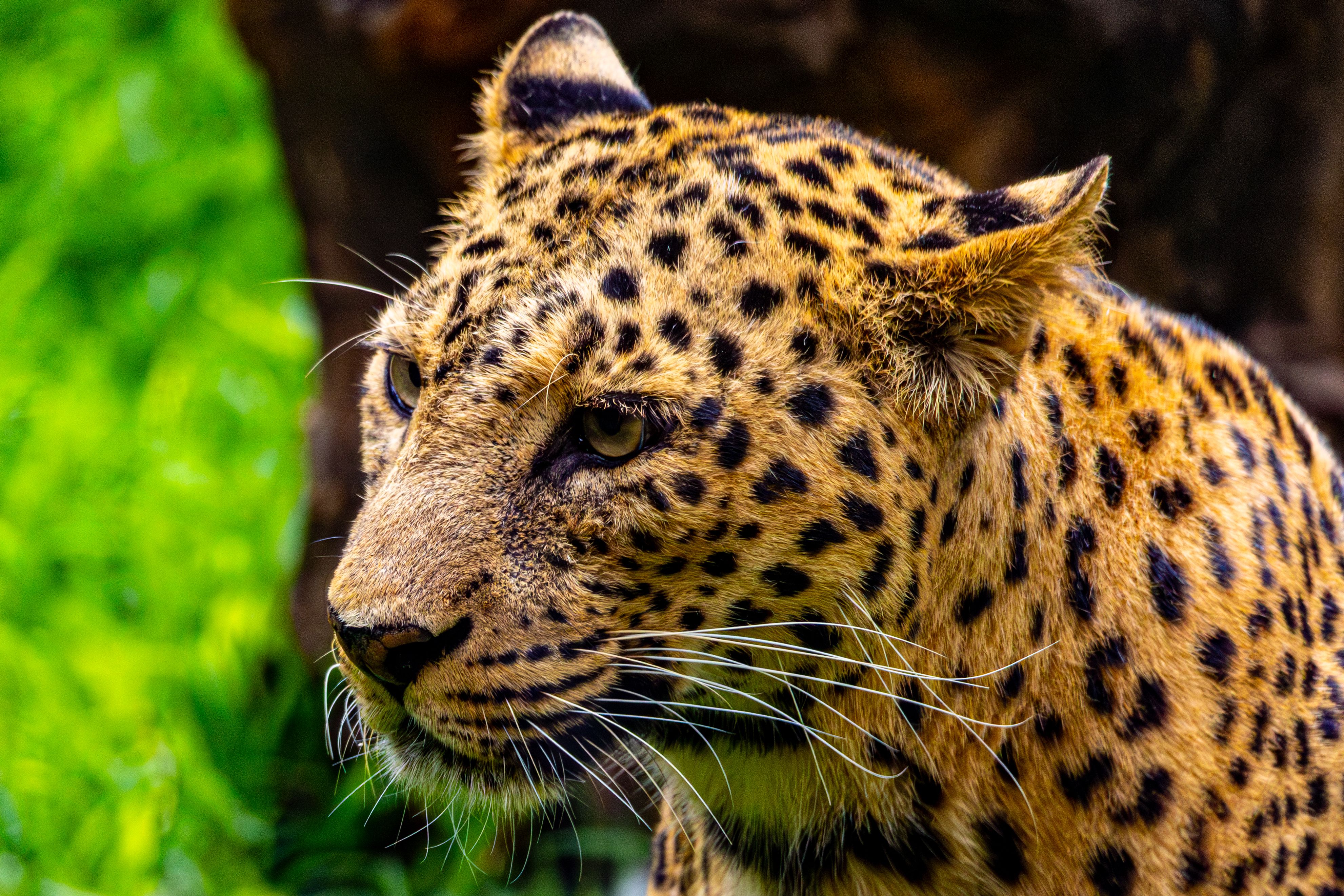 Close-up Portrait of a Leopard in Natural Habitat · Free Stock Photo