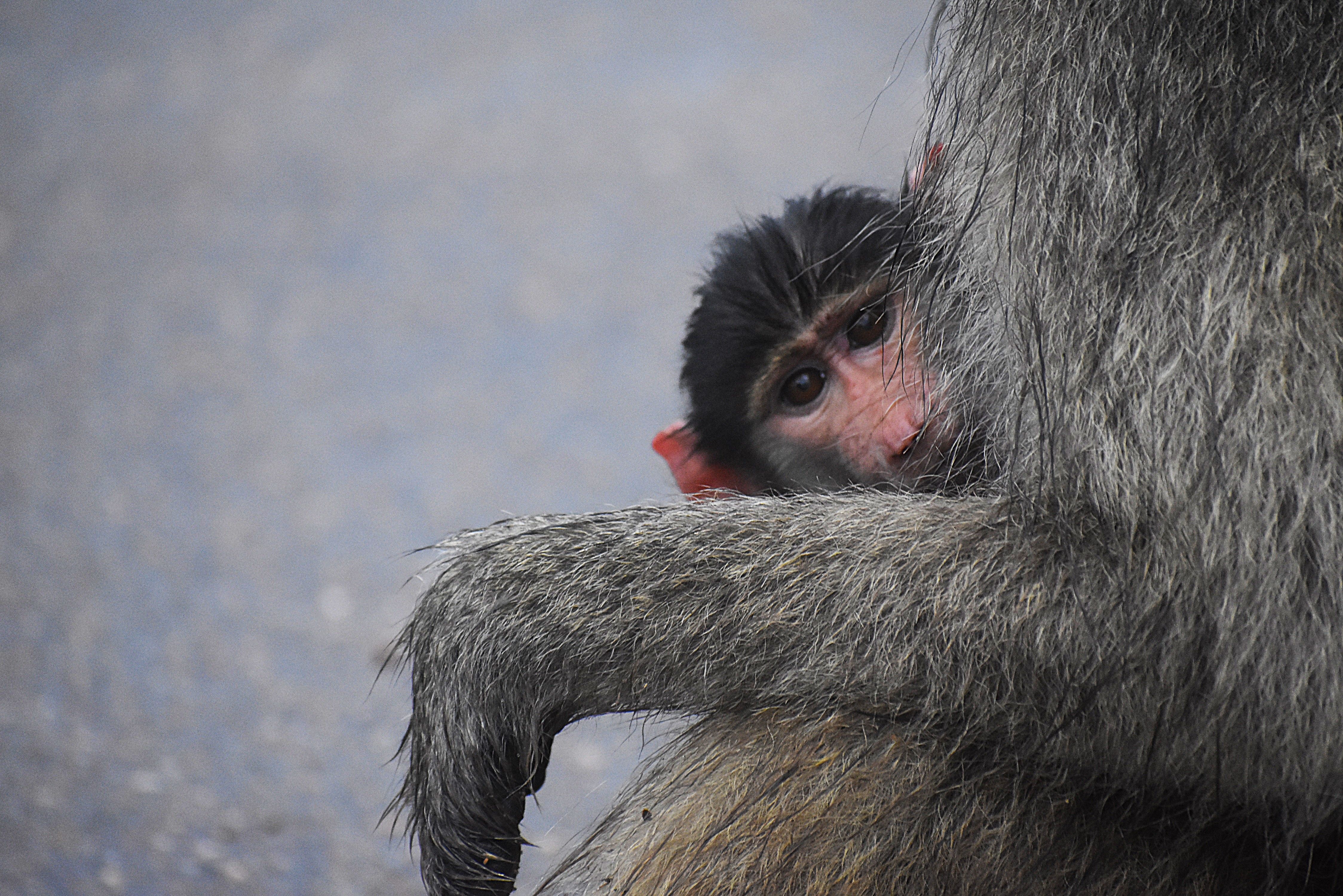 Baby Baboon Peeking Behind Adult in South Africa · Free Stock Photo