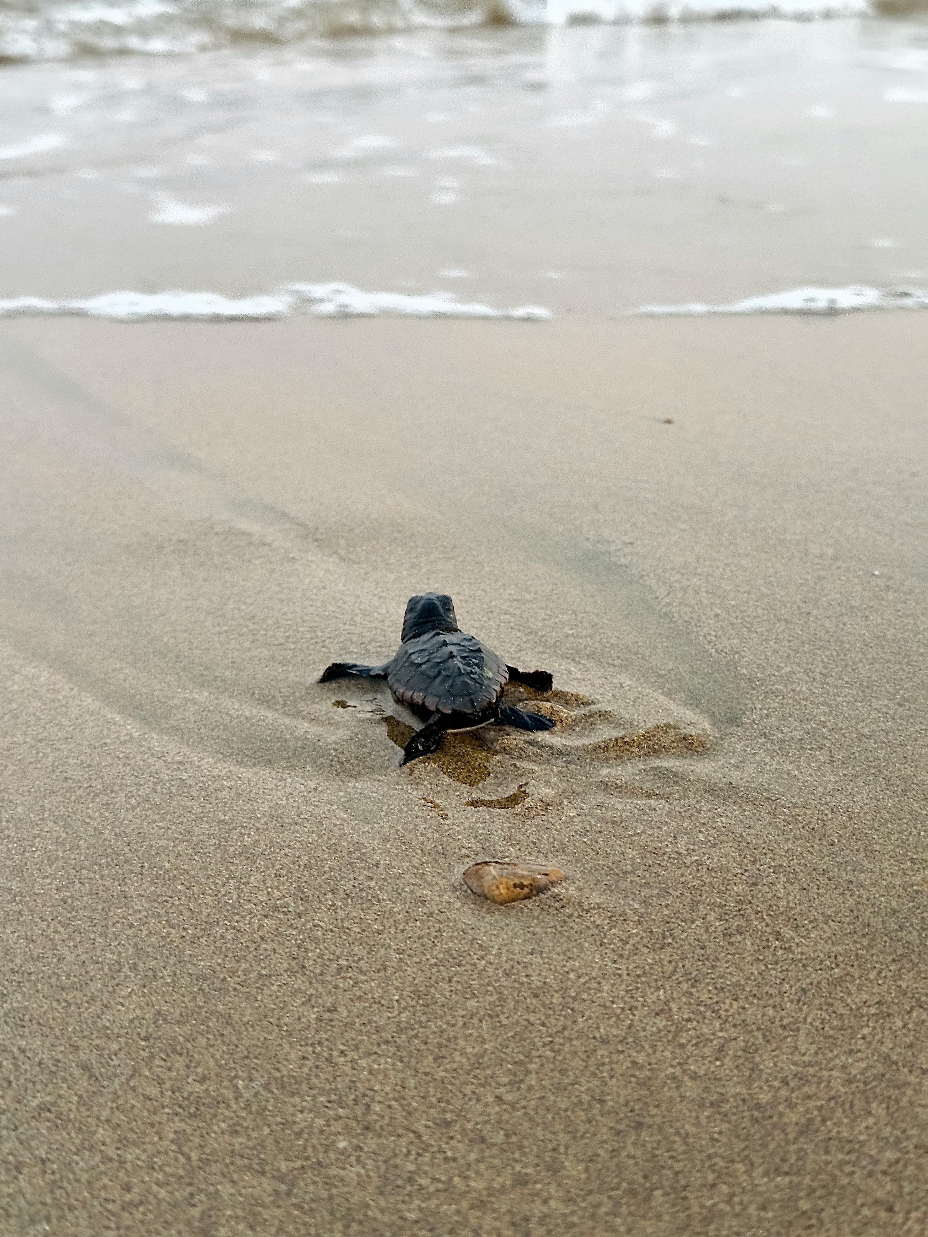 Free+Tuff+Pfp Photos, Download The BEST Free Free+Tuff+Pfp Stock Photos ...