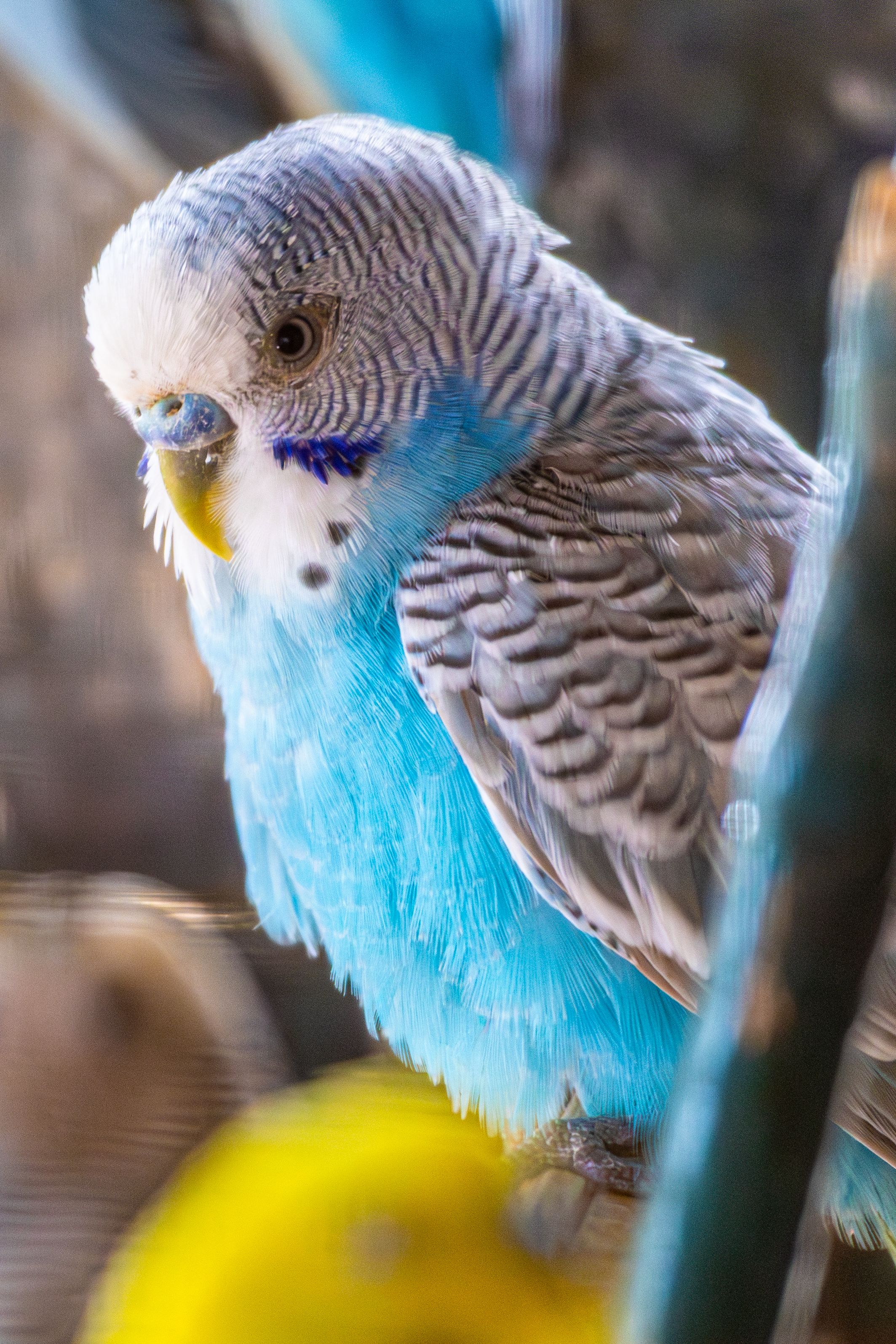 Budgi Bird For Website Photos, Download The BEST Free Budgi Bird For ...