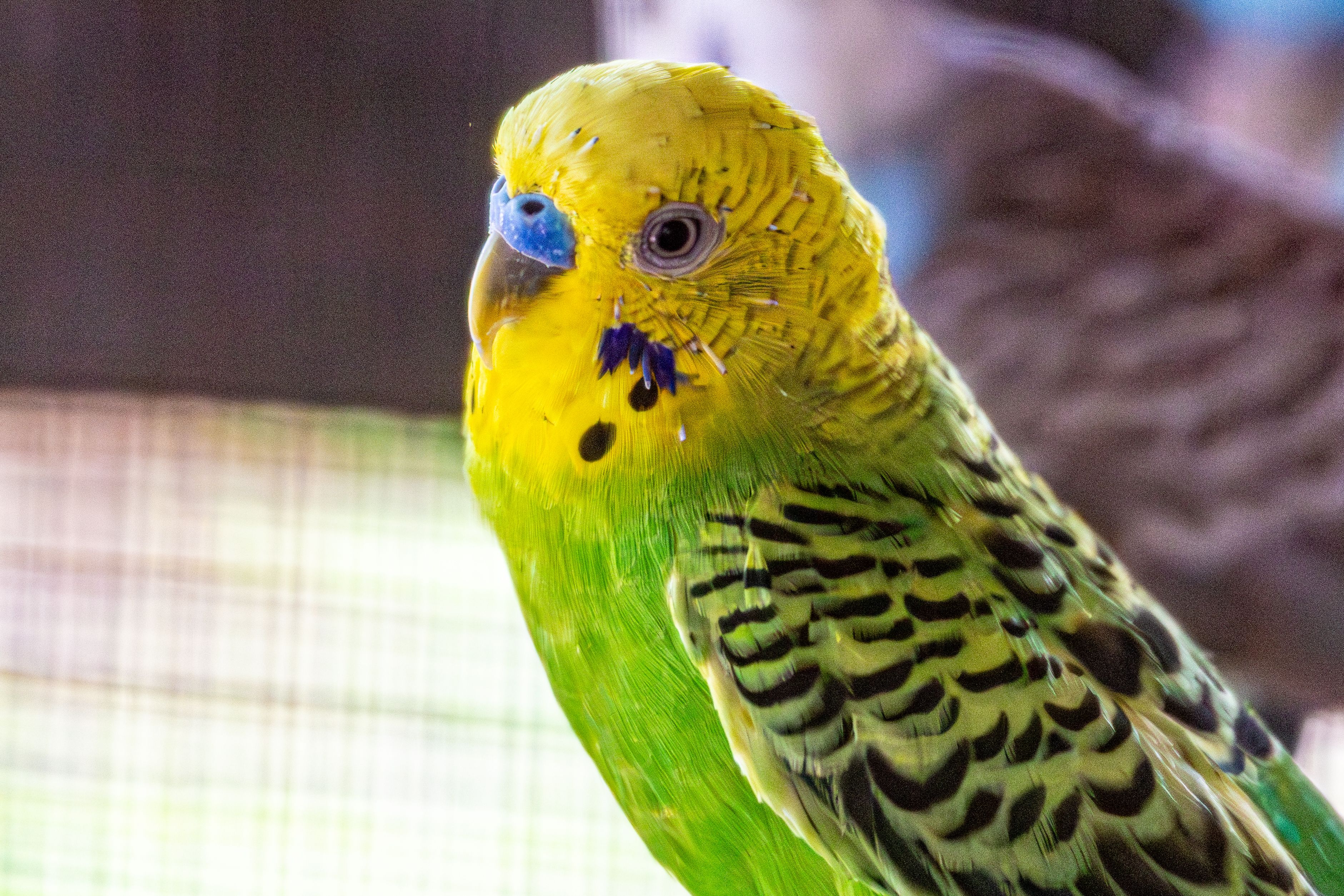Green Parrot Perched on Bird Cage · Free Stock Photo