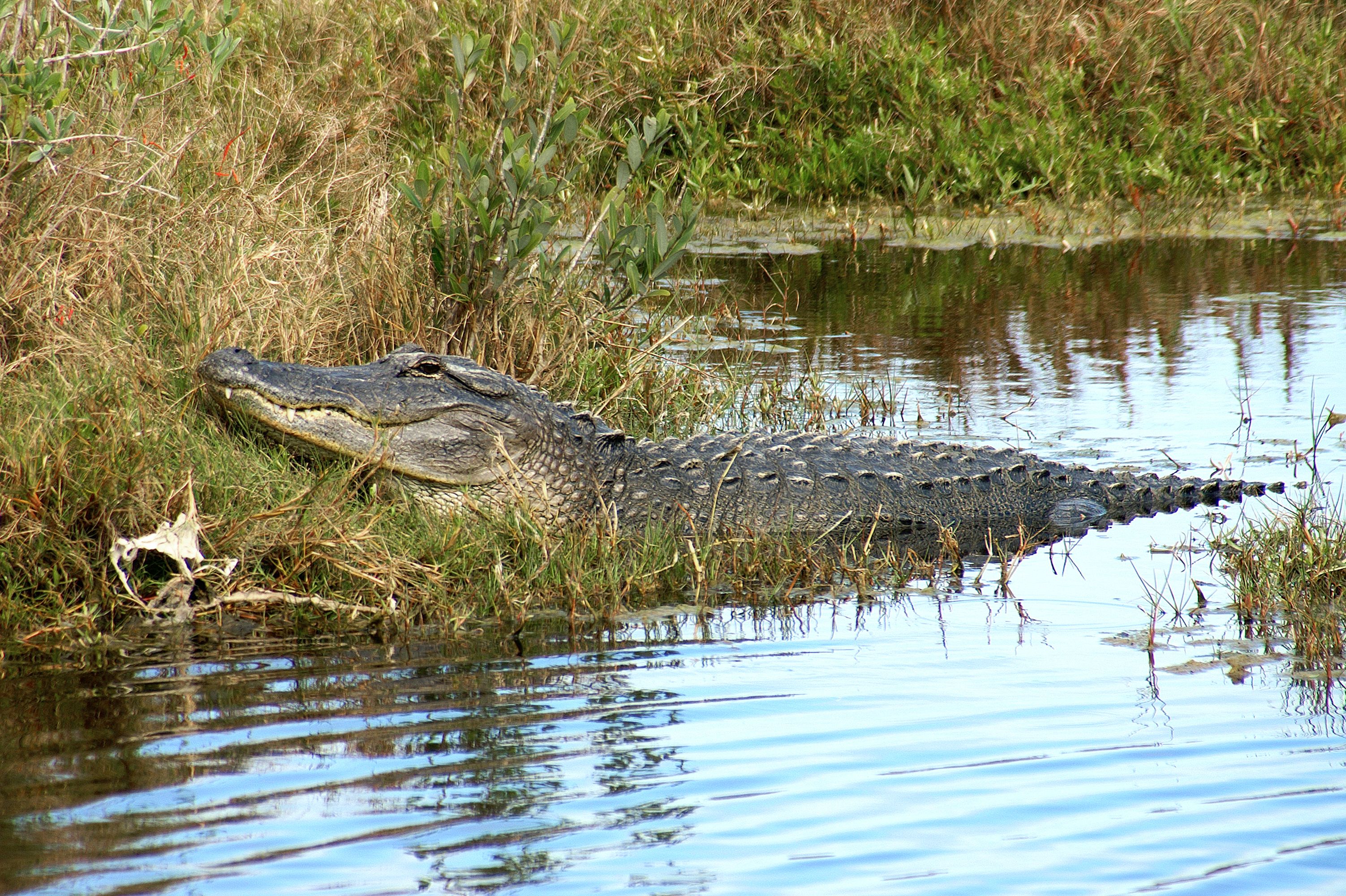 Wild American Alligator in Florida Wetlands · Free Stock Photo