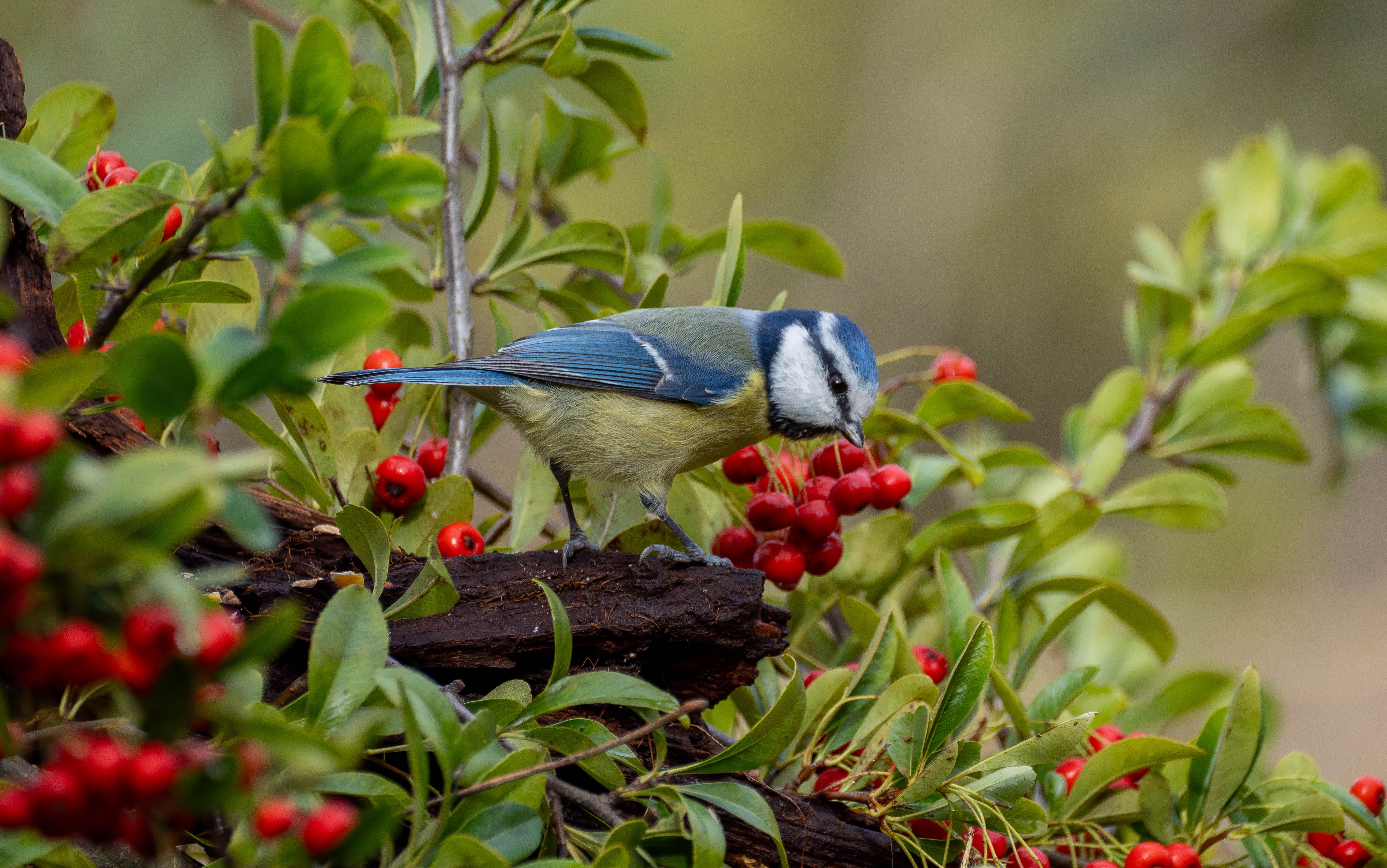 Blue Tit Bird Feeding on Red Berries in Nature · Free Stock Photo
