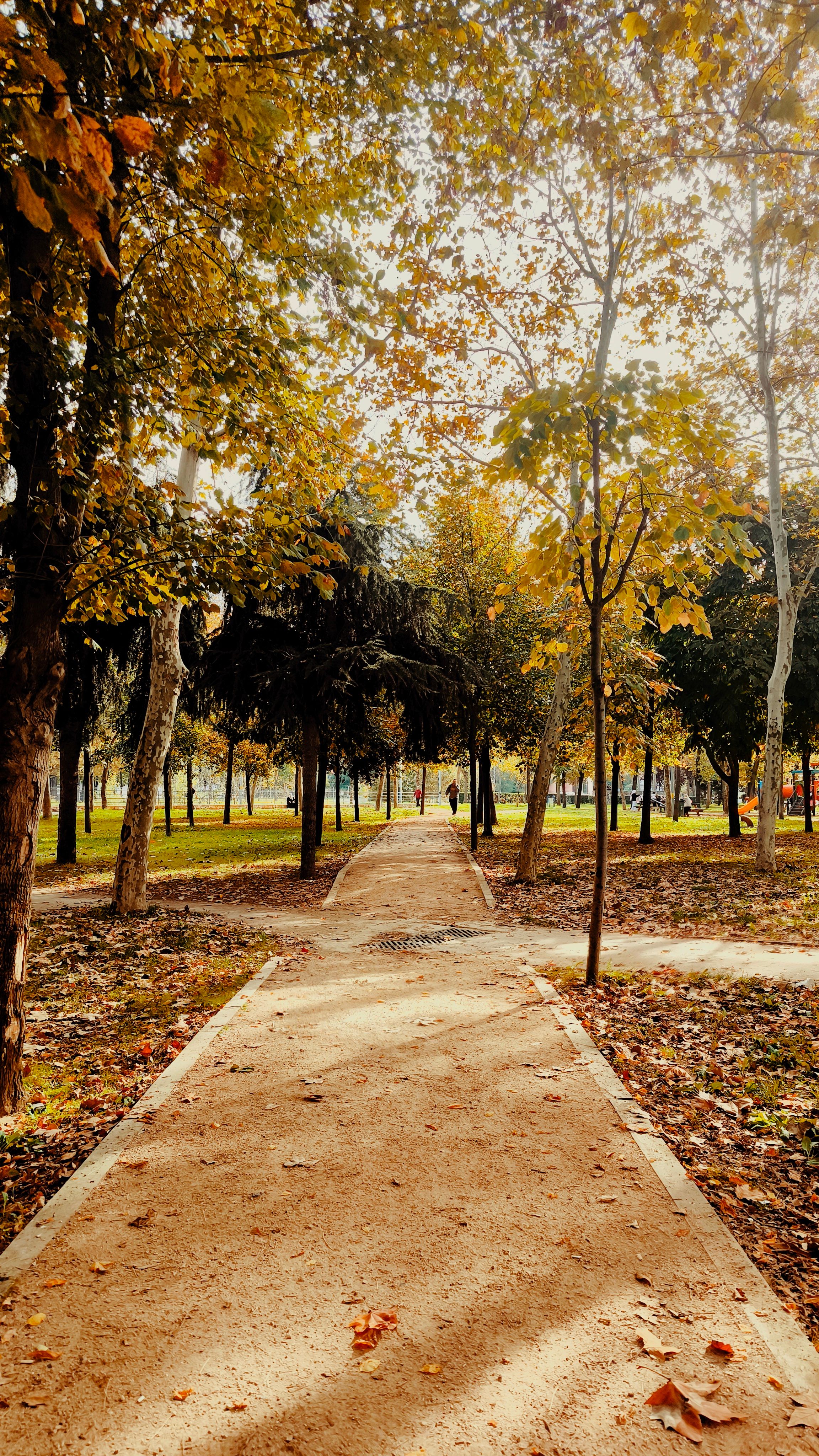 Autumn Pathway in İstanbul Park · Free Stock Photo
