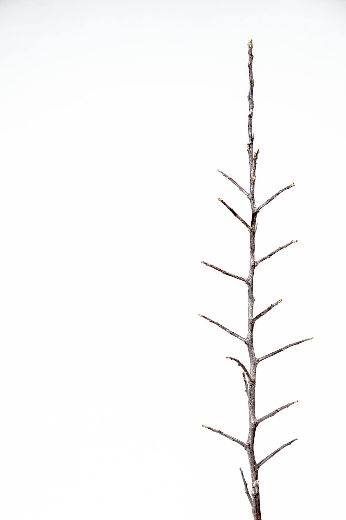 Tree Branches Photos, Download The BEST Free Tree Branches Stock Photos ...