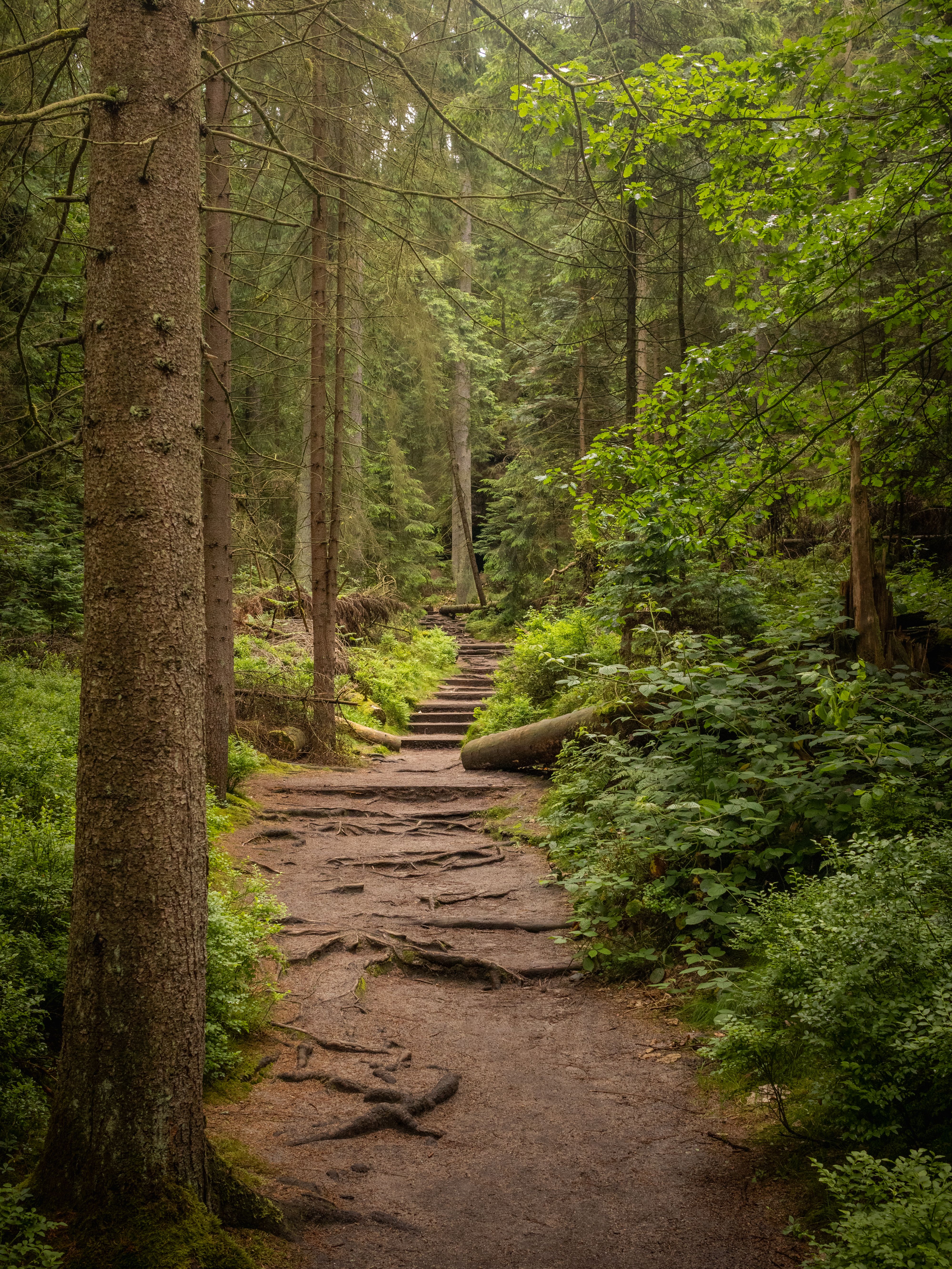 Path Through Giant Sequoia Forest at Dawn · Free Stock Photo