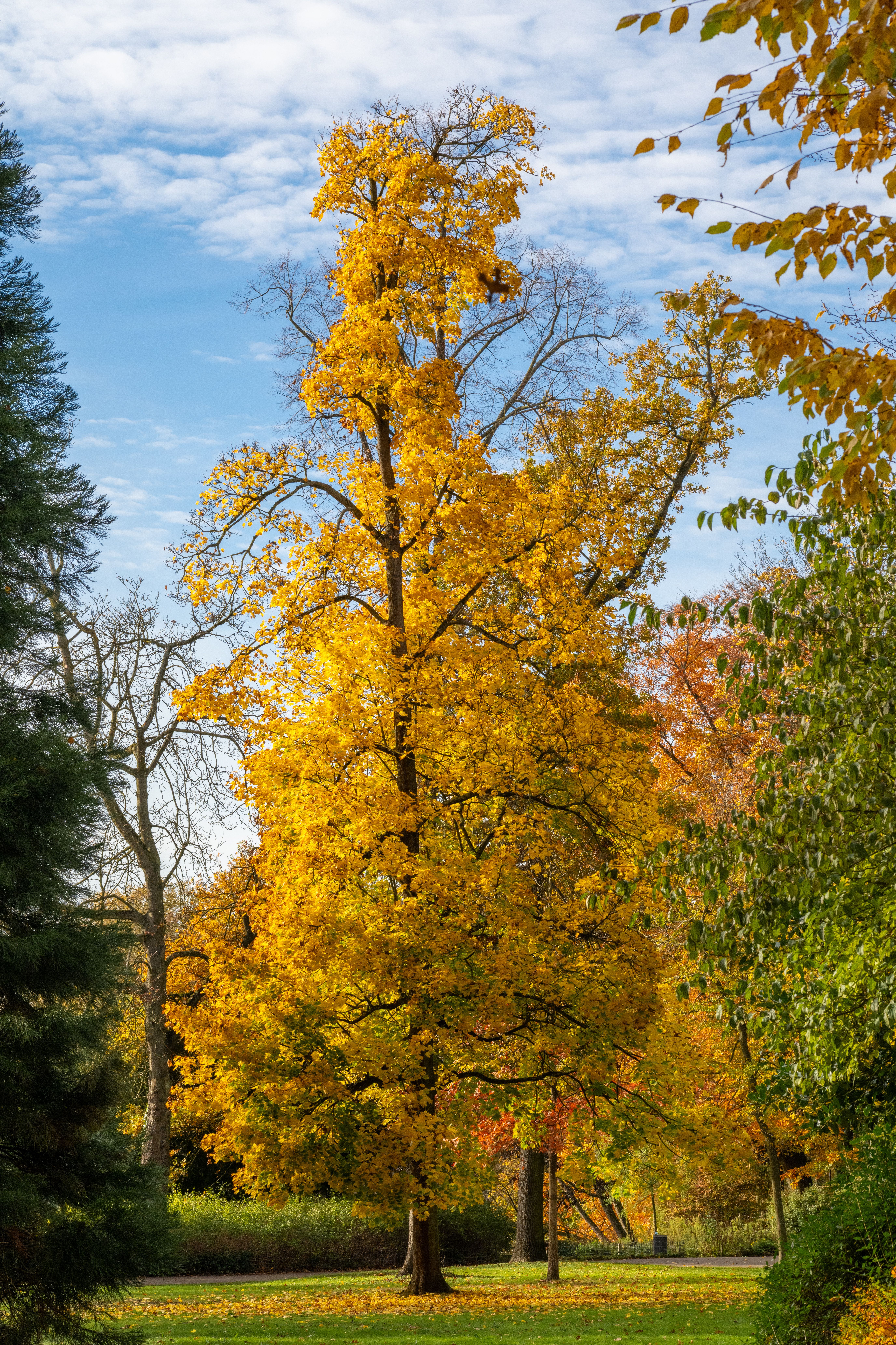 Vibrant Autumn Tree in a Sunlit Park · Free Stock Photo