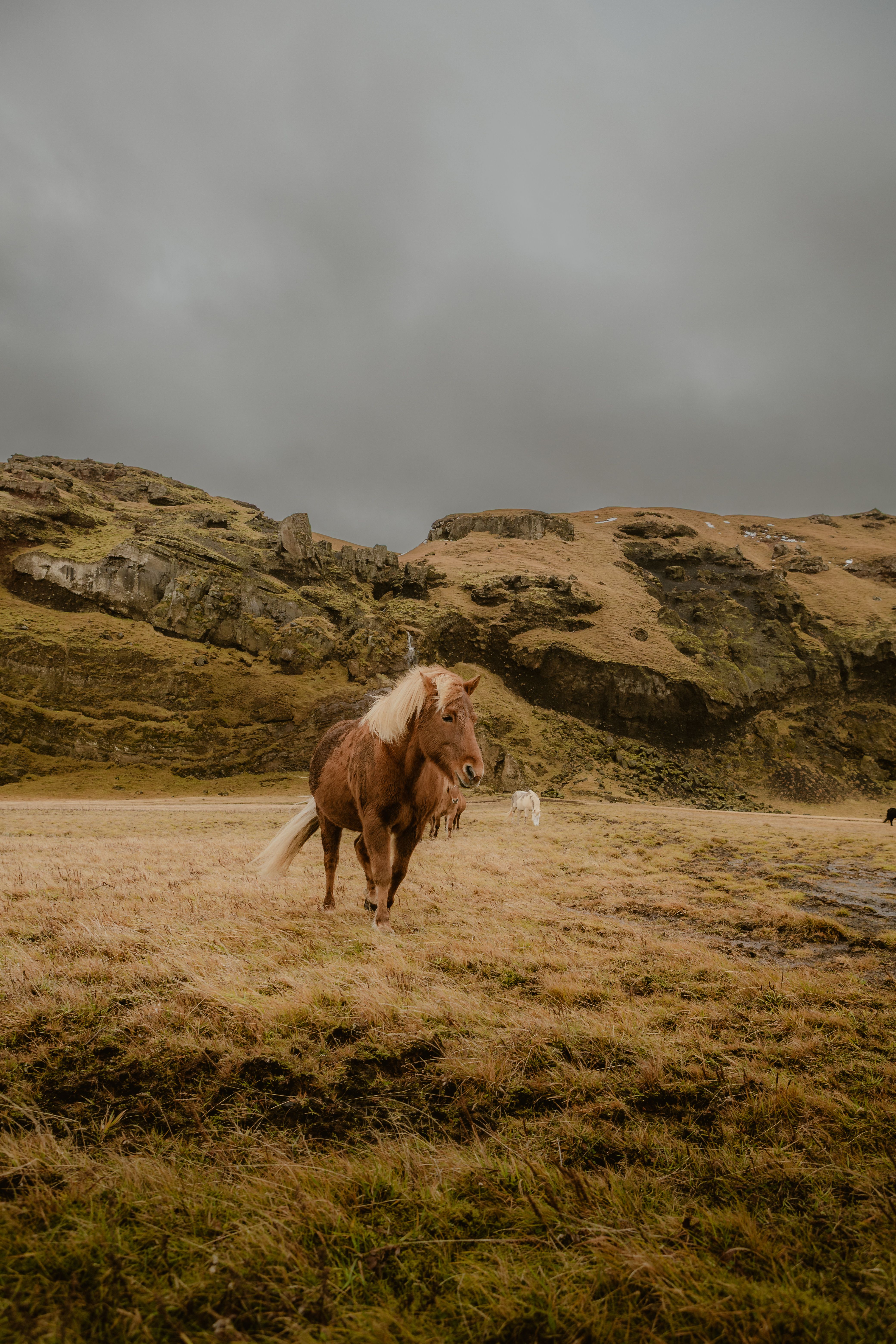 Icelandic Horse in Scenic Rugged Landscape · Free Stock Photo