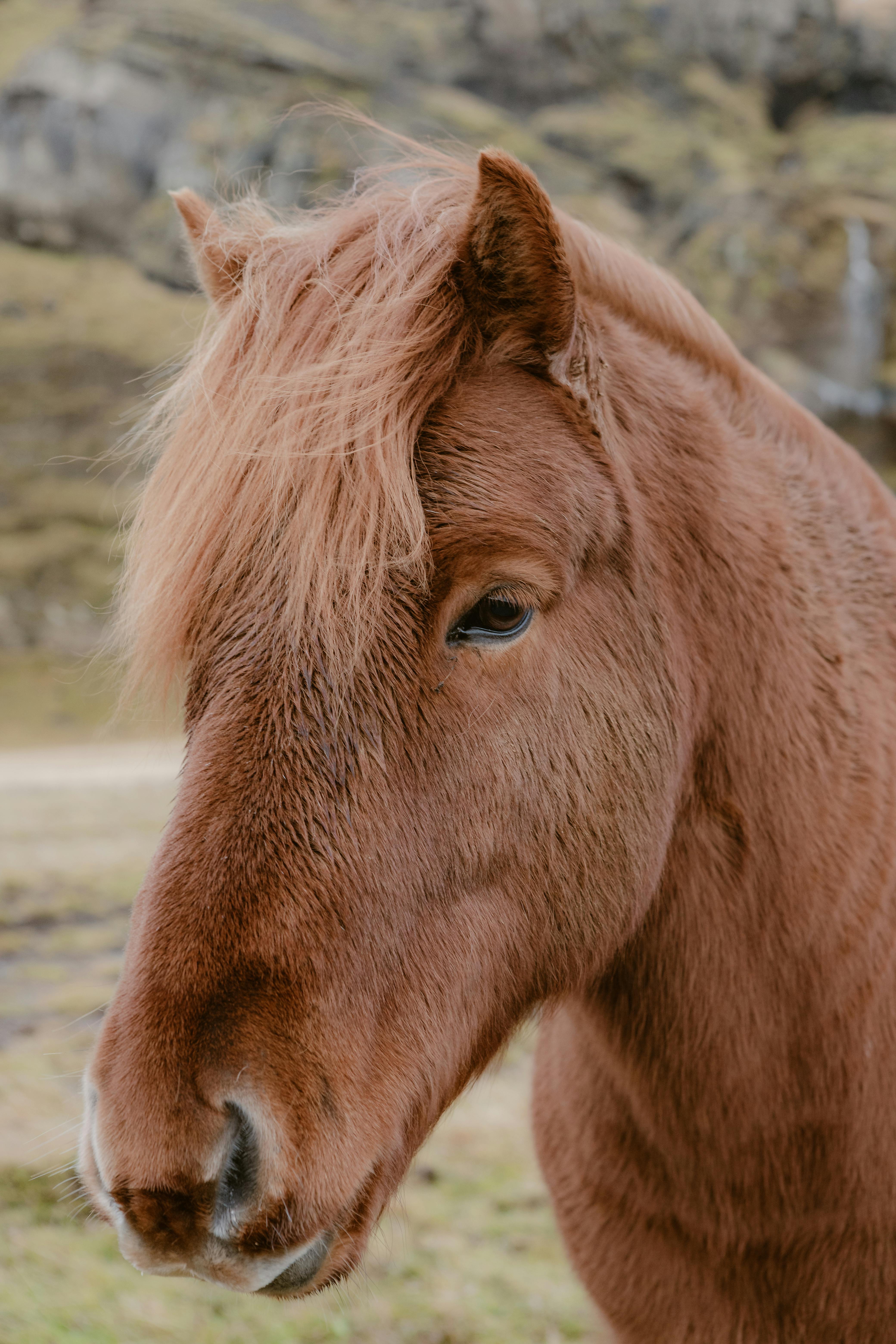 Av4.Us+Anime Paw Photos, Download The BEST Free Av4.Us+Anime Paw Stock ...