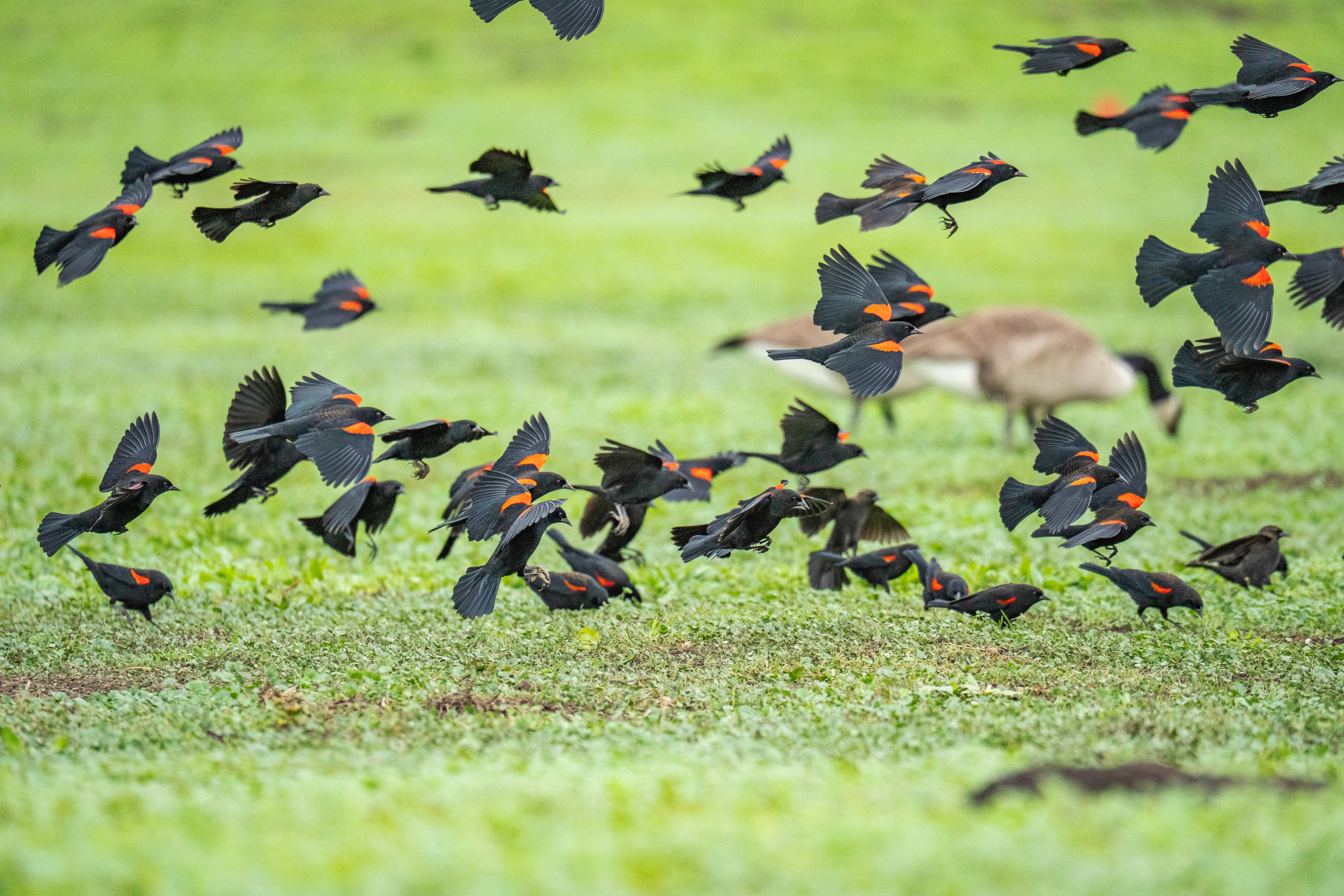 Flock of Red-winged Blackbirds in Flight · Free Stock Photo