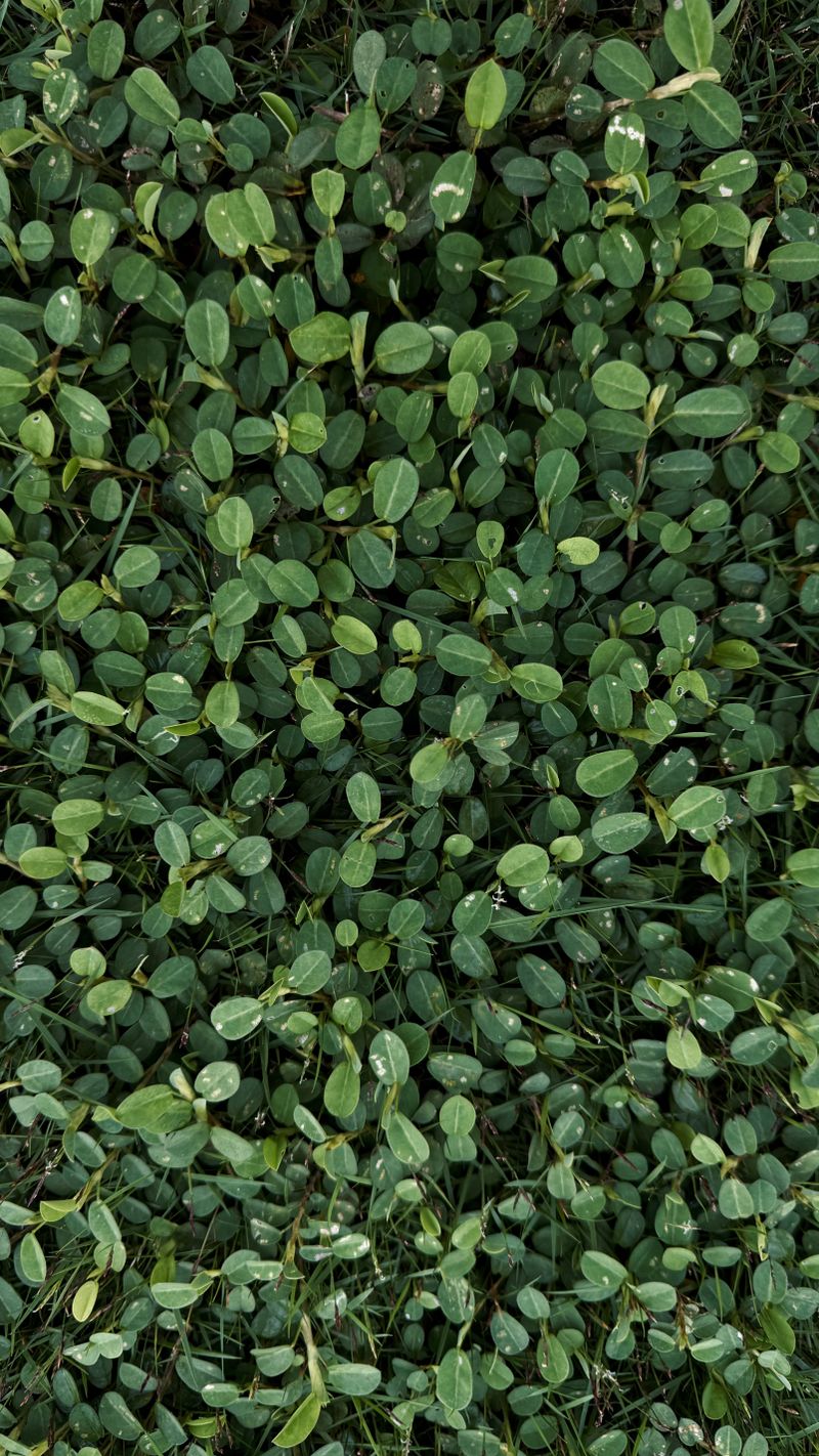 Greenery Background Photos, Download The BEST Free Greenery Background ...