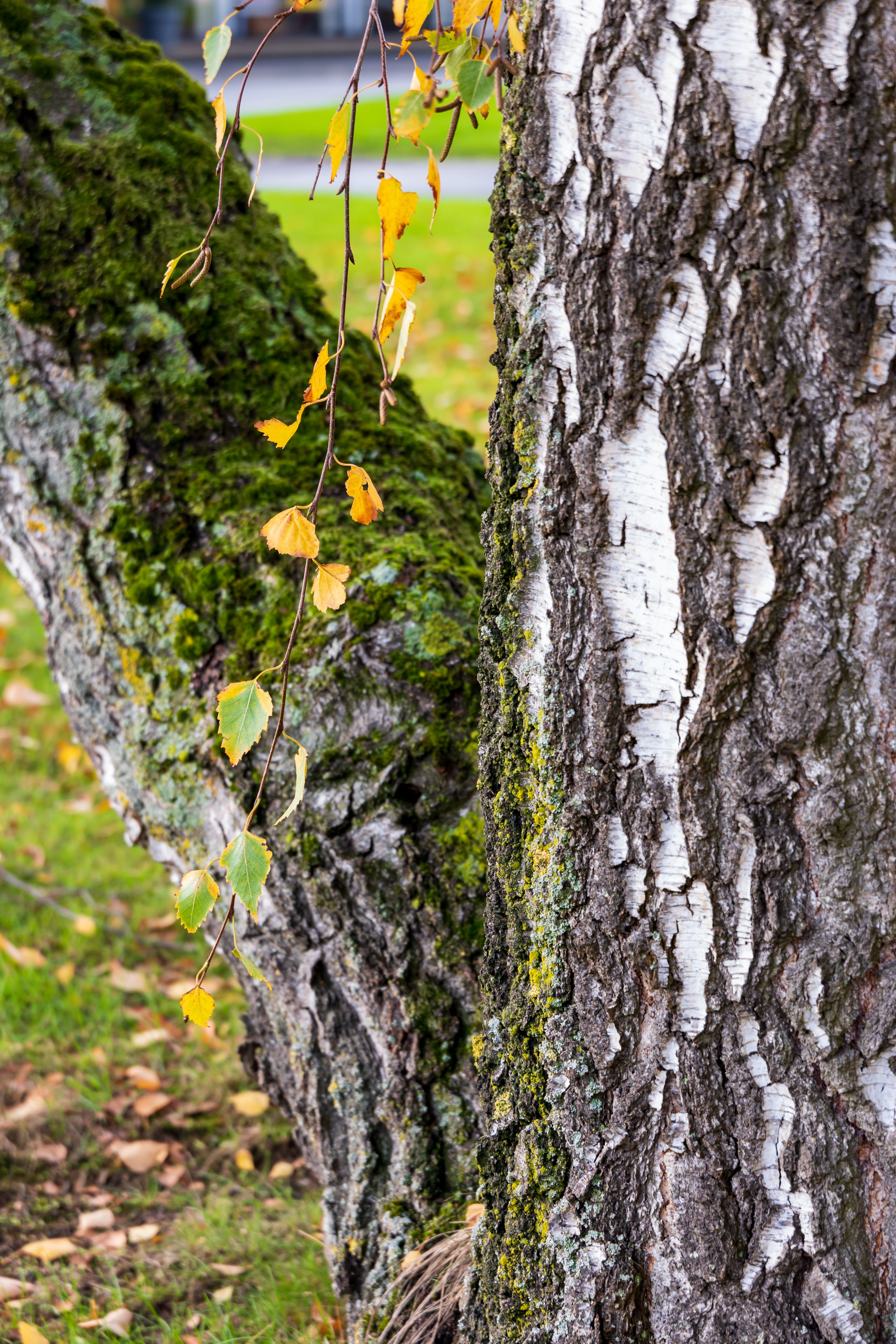 Close-up View of Birch Tree Trunk with Moss and Leaves · Free Stock Photo