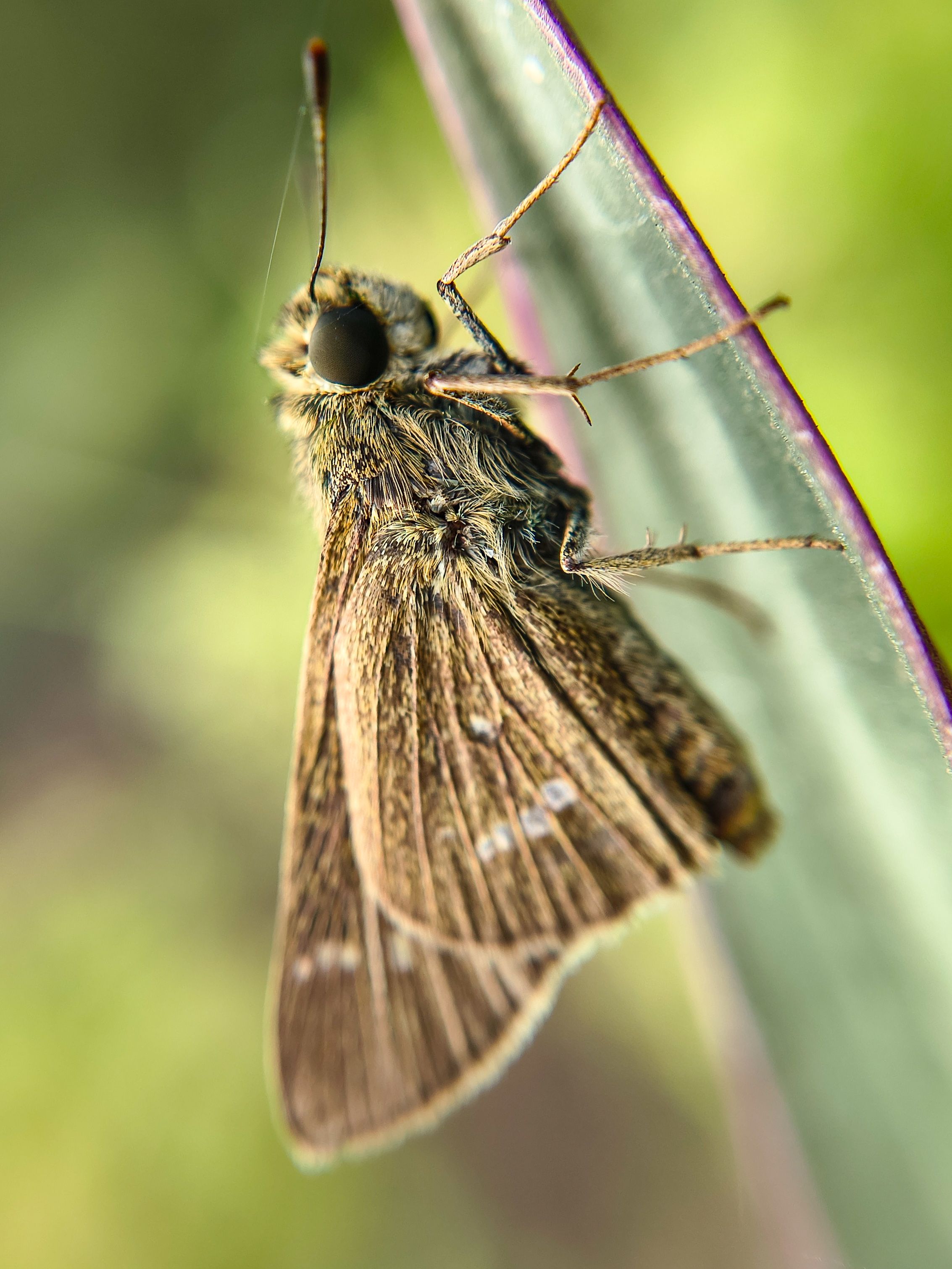 Japanese+Bug+Battles Photos, Download The BEST Free Japanese+Bug ...