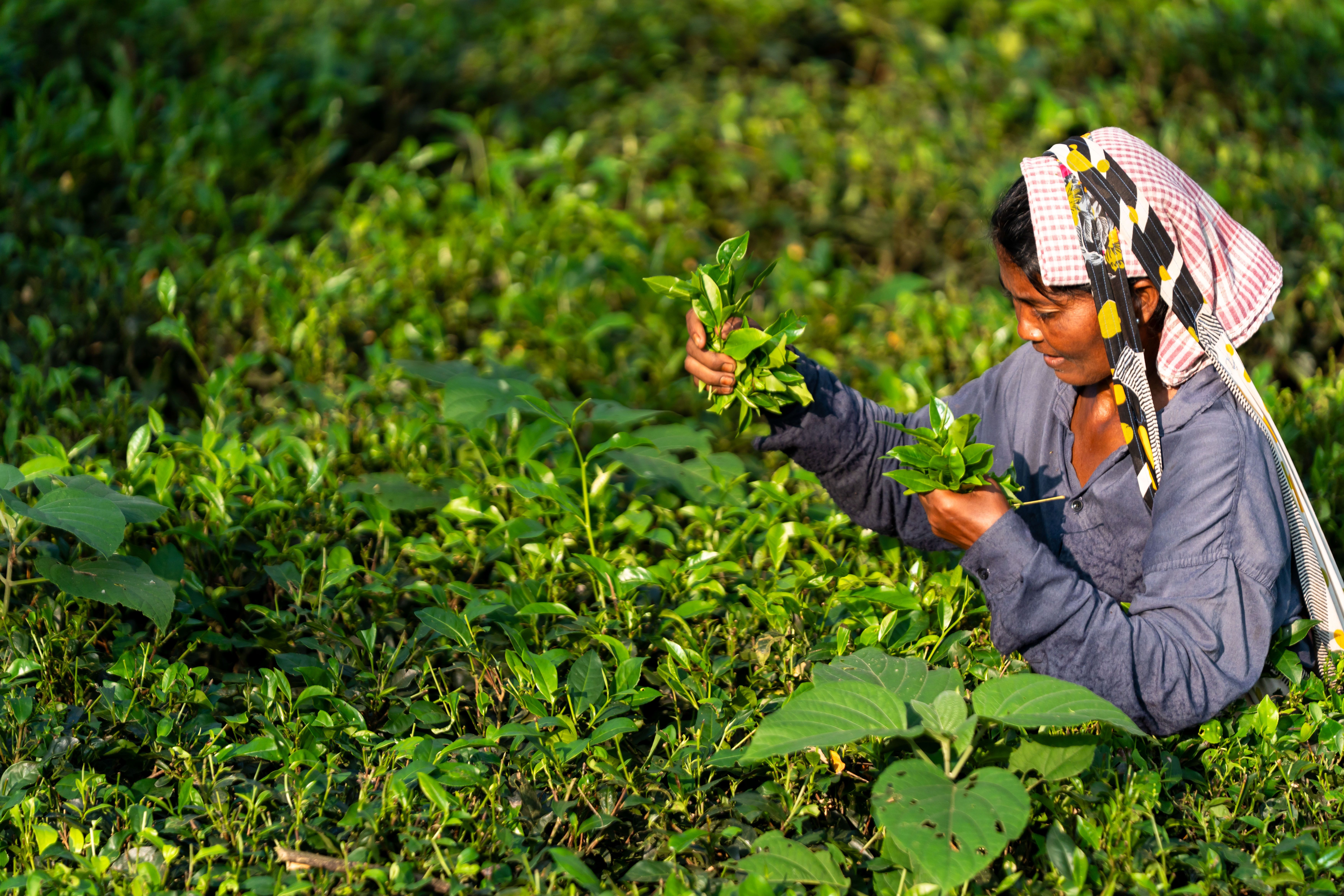 Tea Picker Harvesting Leaves in Lush Field · Free Stock Photo