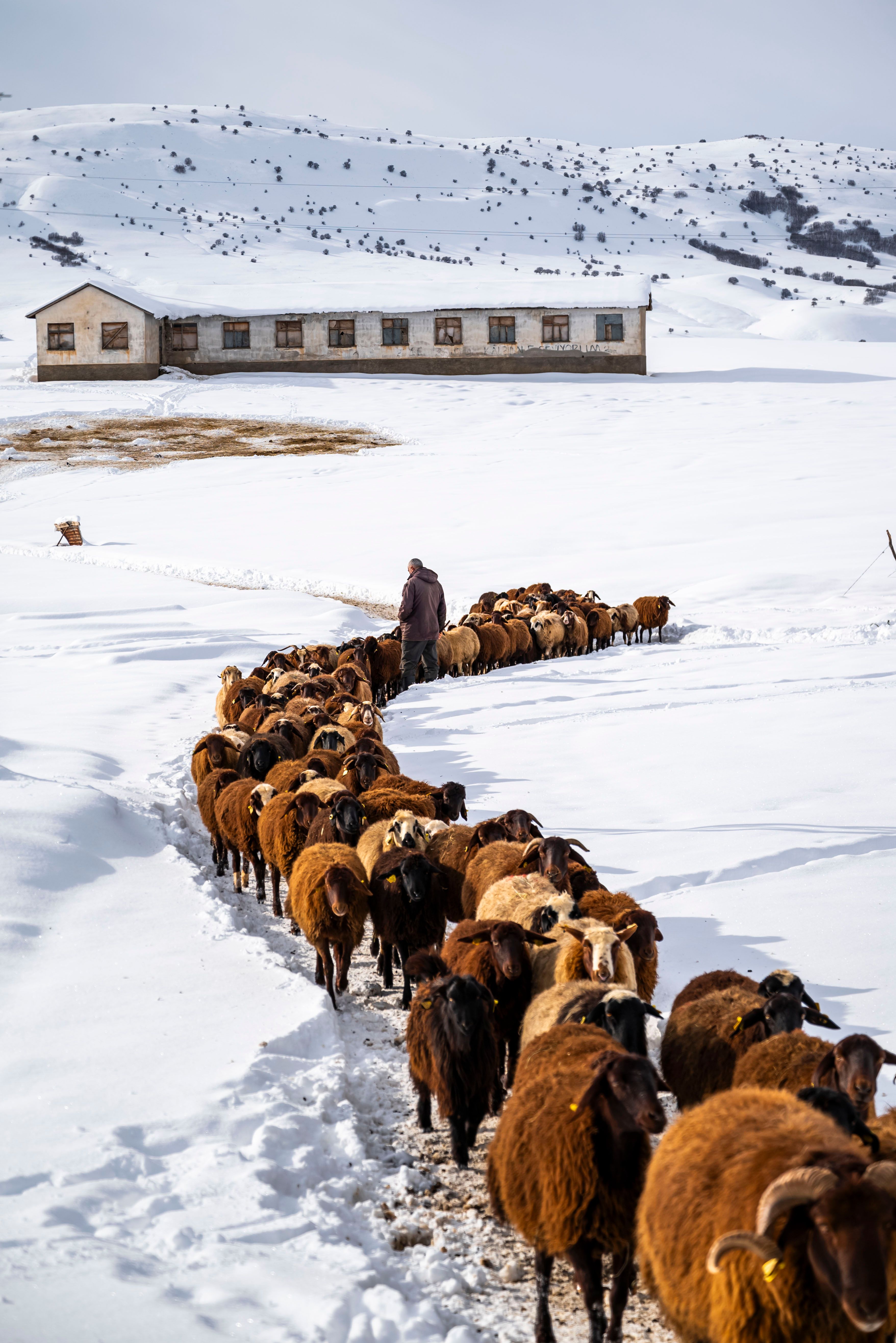 Shepherd leading sheep through snowy landscape · Free Stock Photo