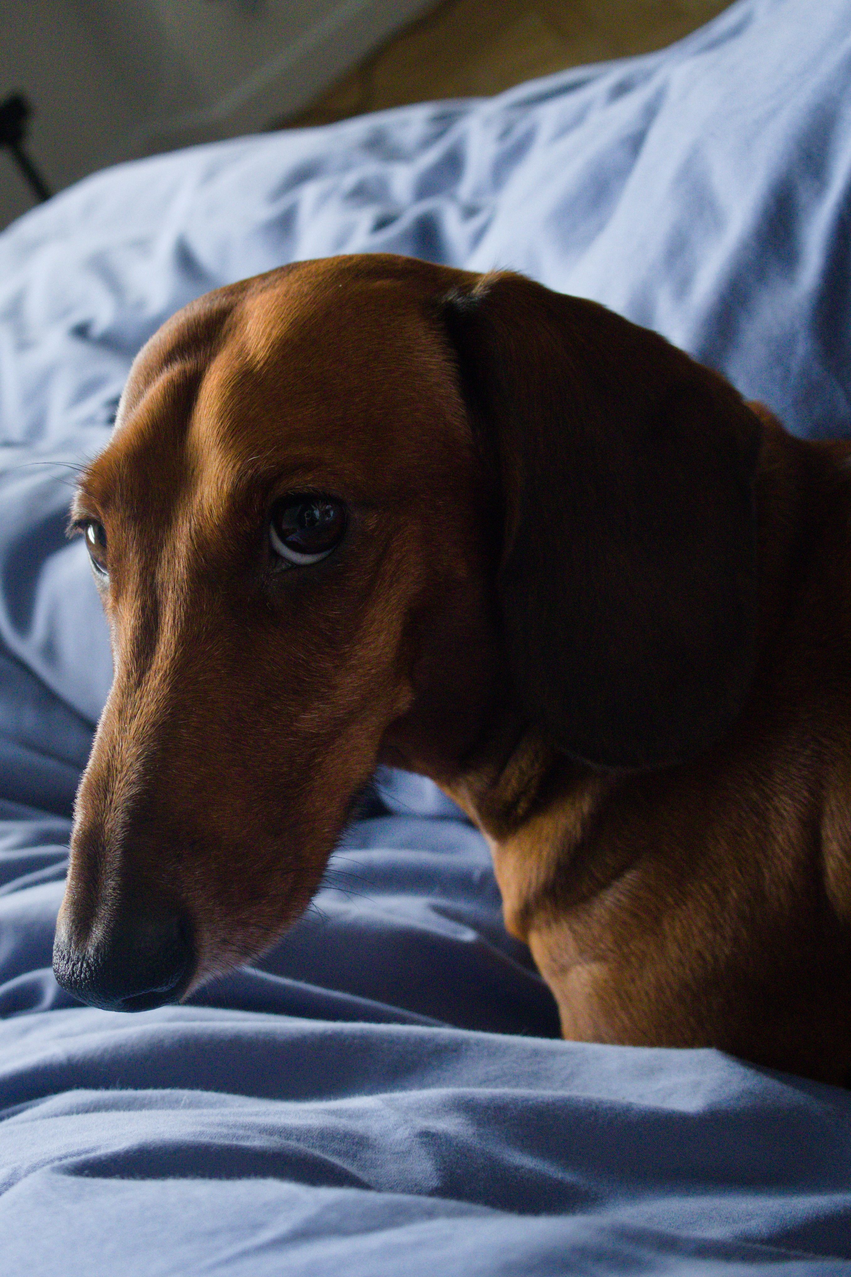 Suspicious Dog Photos, Download The BEST Free Suspicious Dog Stock ...